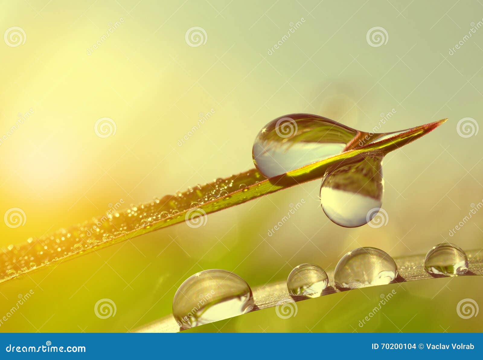 Fresh Grass with Dew Drops at Sunrise. Stock Photo - Image of formal ...