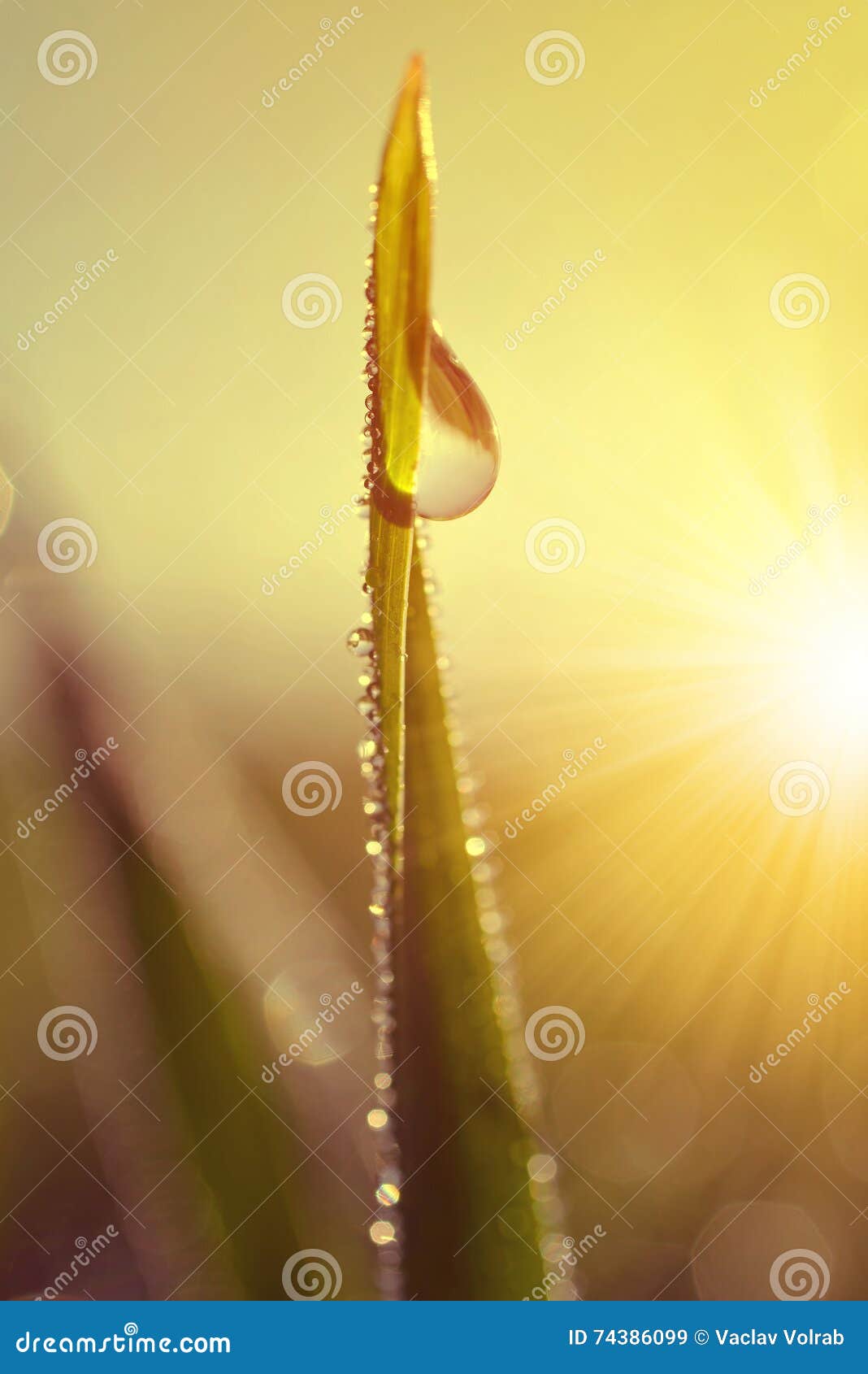 Fresh Grass with Dew Drops at Sunrise. Stock Image - Image of light ...