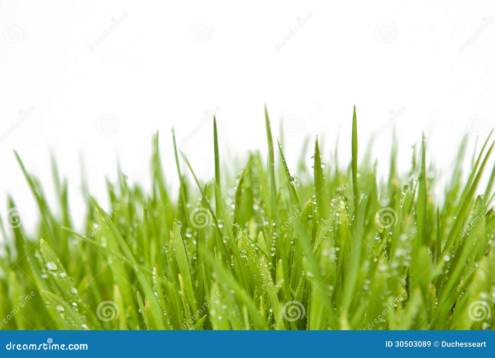 Fresh grass with dew drops stock image. Image of botany - 30503089