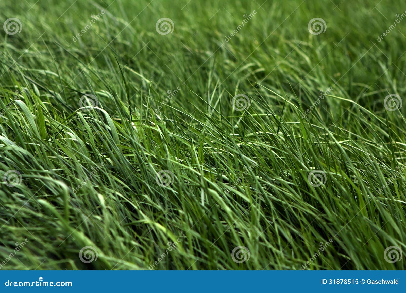 Fresh grass stock image. Image of outdoors, grass, nature - 31878515