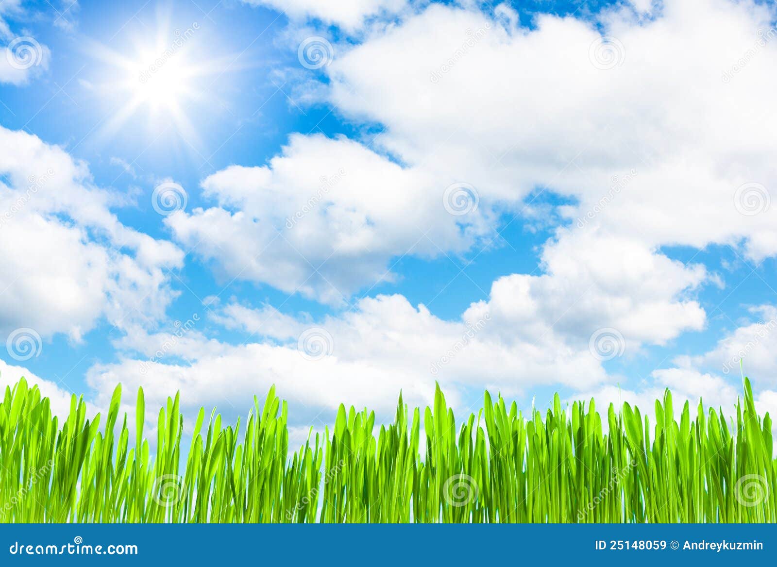 Fresh Grass Growth on Cloud Sunny Sky Stock Image - Image of close ...