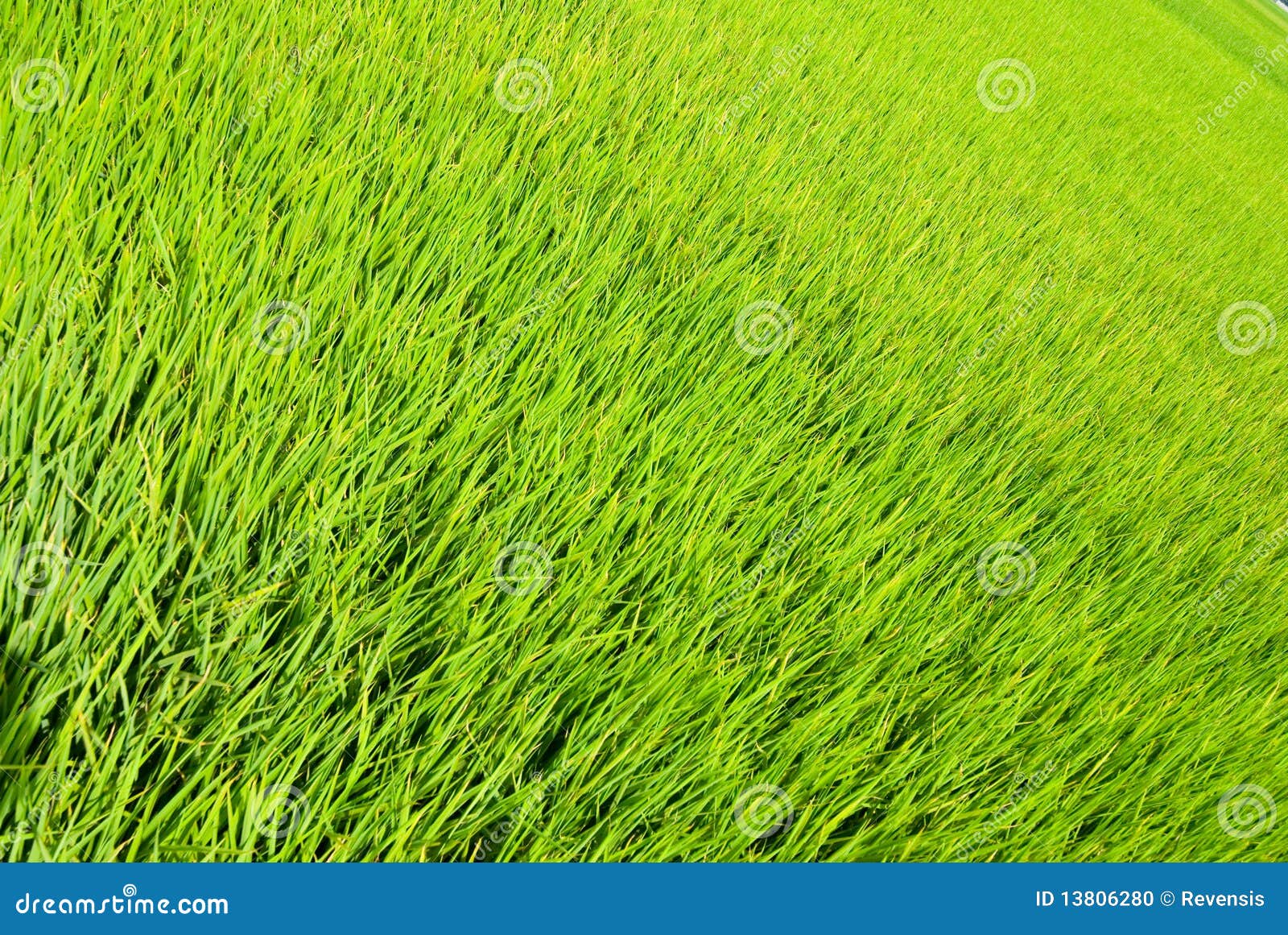 Fresh Grass land stock photo. Image of beautiful, bright - 13806280