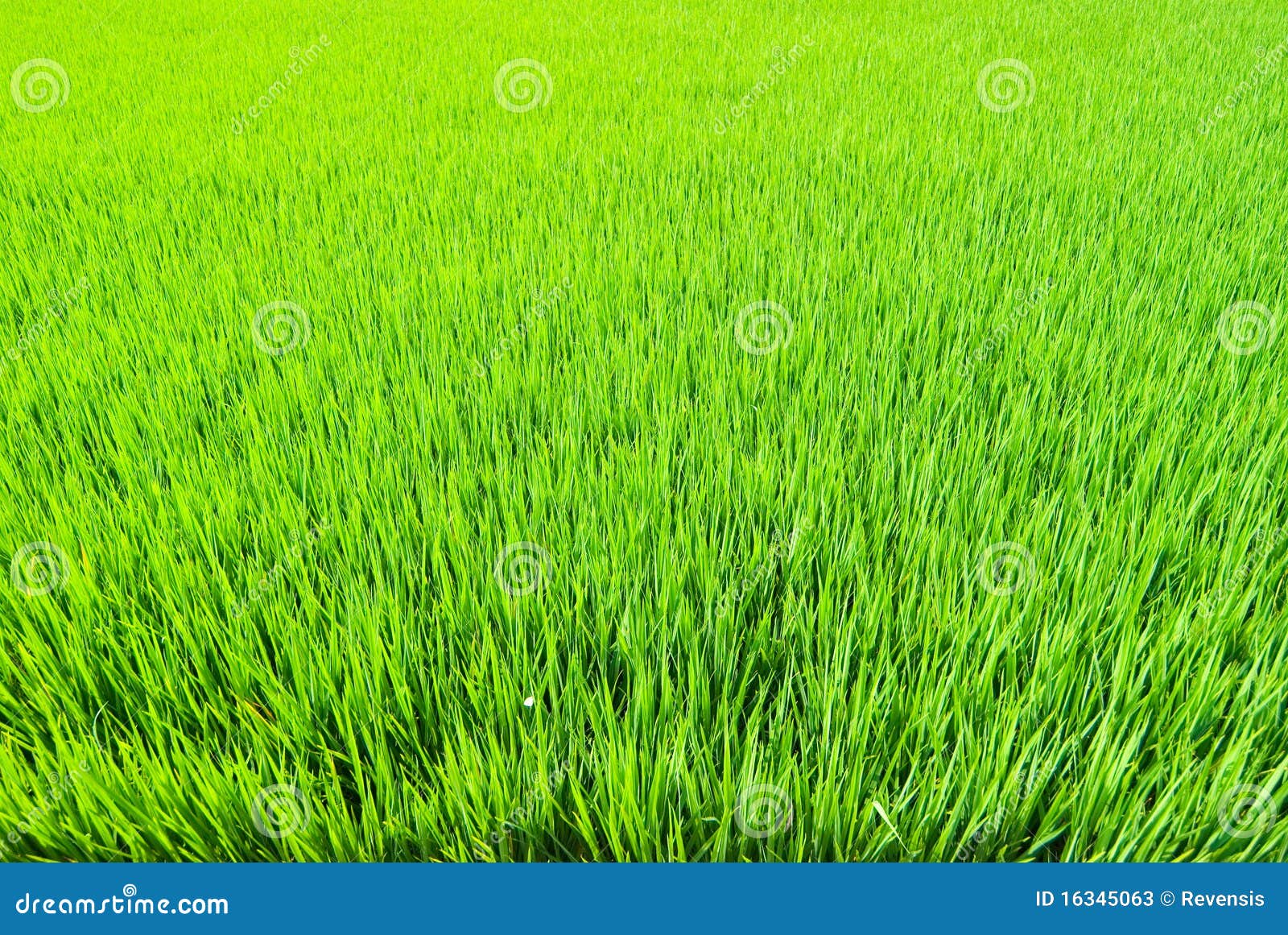 Fresh Grass land stock image. Image of freshness, growth - 16345063