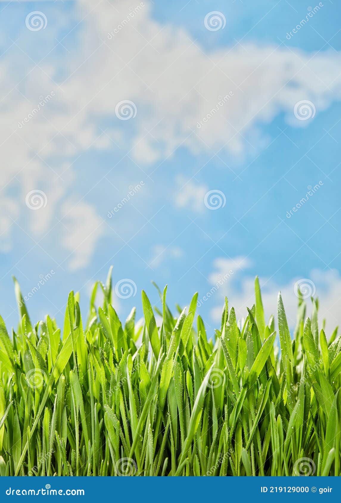 Fresh Grass in the Morning Sun Stock Photo - Image of nature, lawn ...