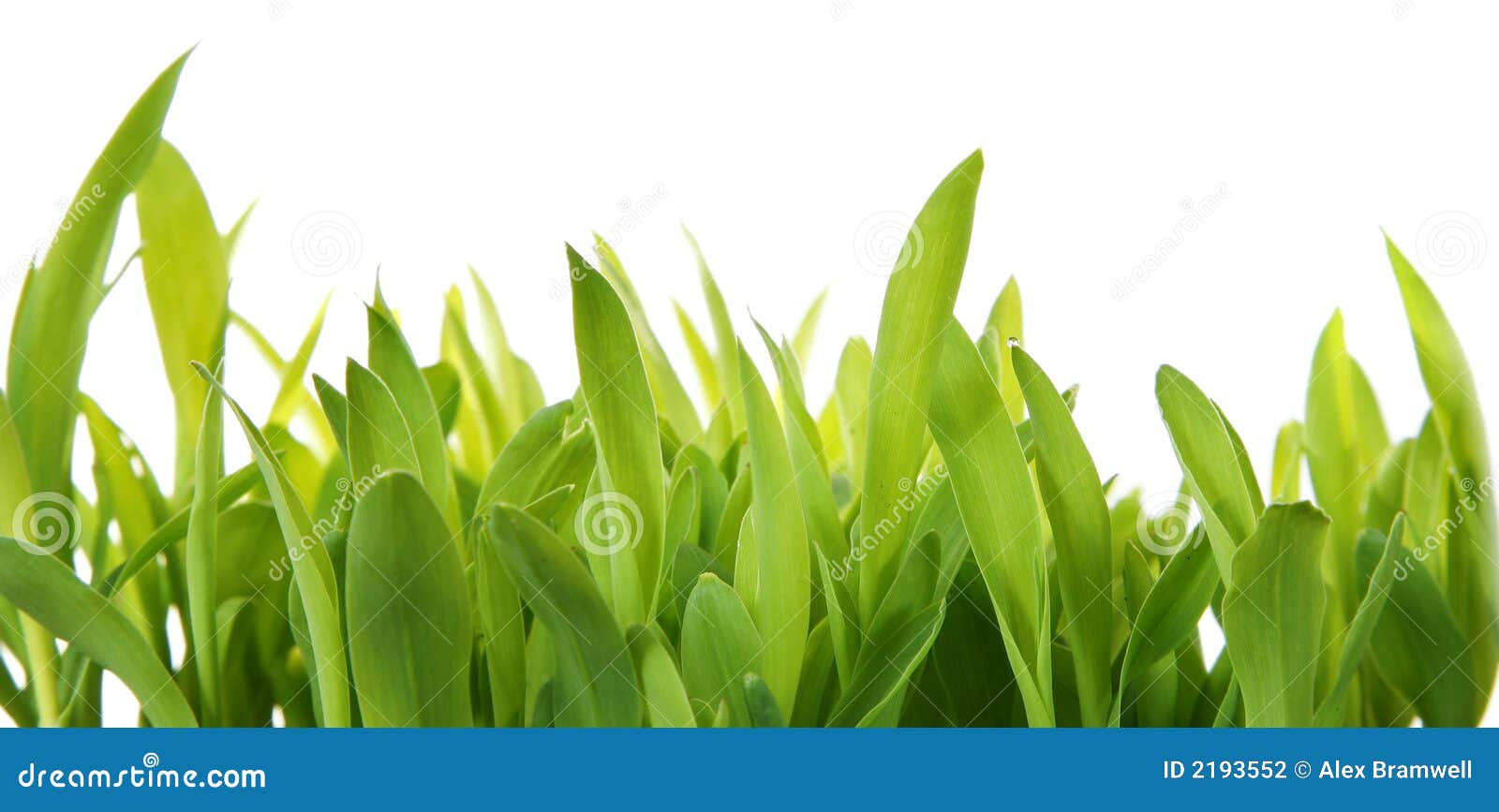 Fresh Grass Shoots stock photo. Image of harmony, macro - 2193552