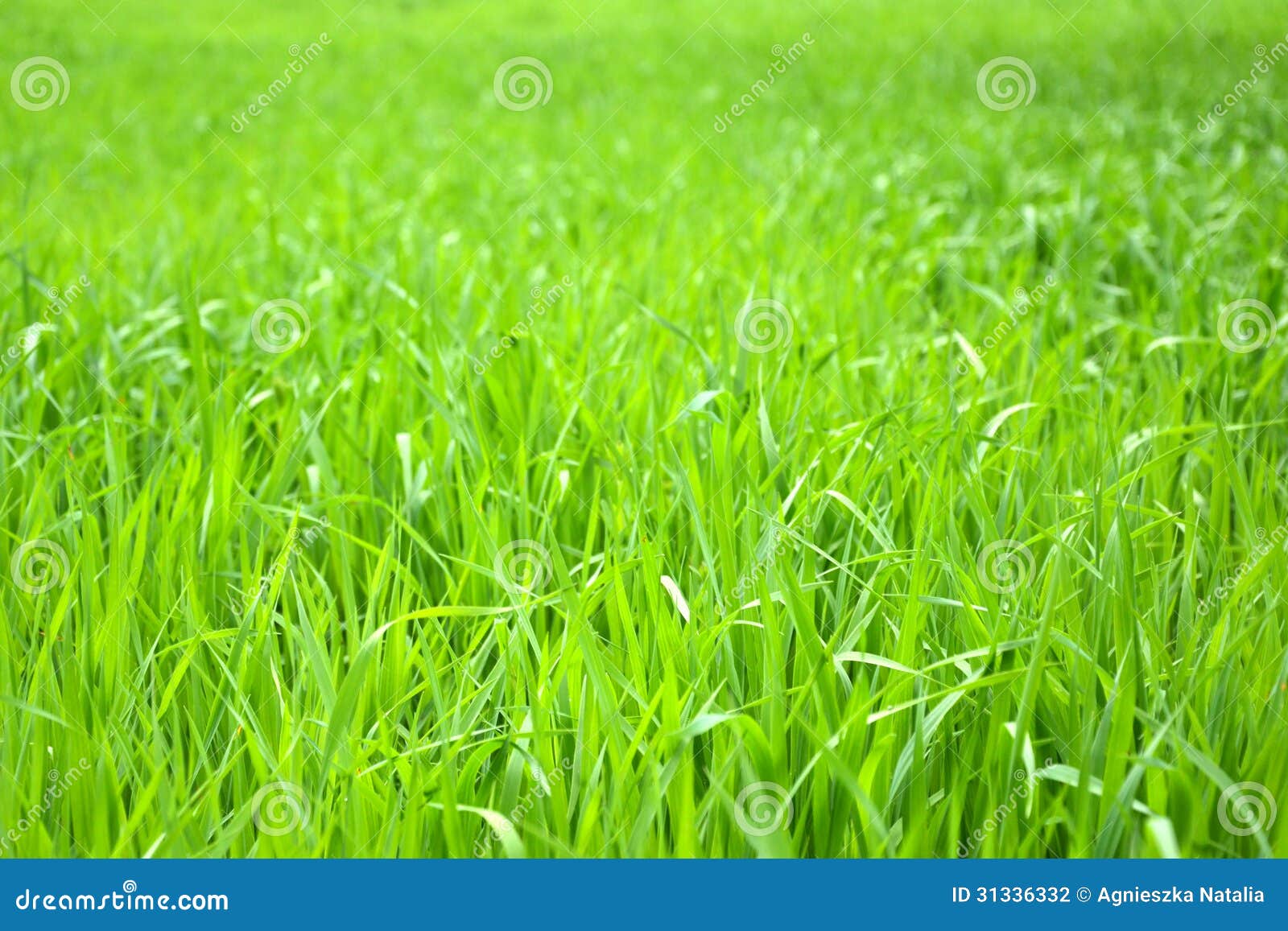 Fresh grass stock photo. Image of summer, close, texture - 31336332