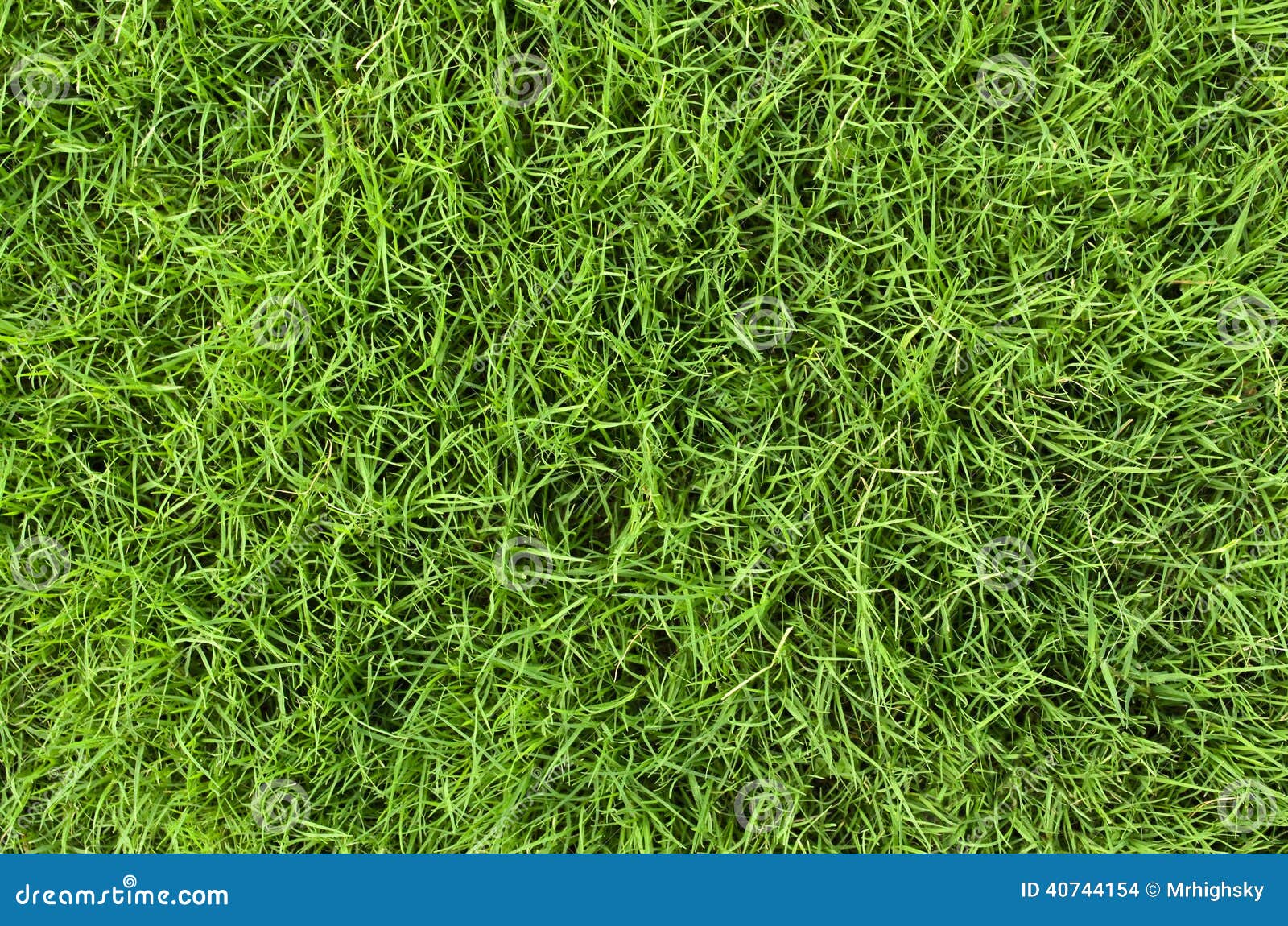Fresh Grass Texture stock photo. Image of backdrop, grass - 40744154