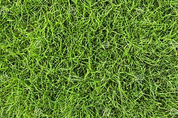 Fresh Grass Texture stock photo. Image of backdrop, grass - 40744154