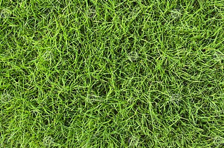 Fresh Grass Texture stock photo. Image of backdrop, grass - 40744154