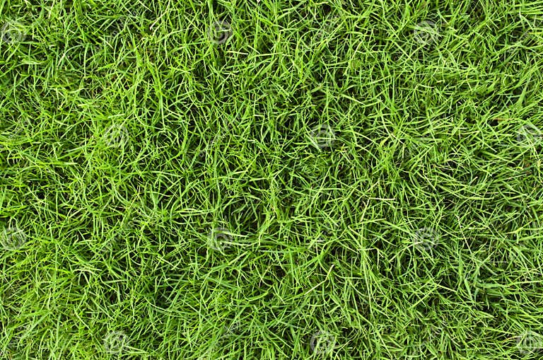 Fresh Grass Texture stock photo. Image of backdrop, grass - 40744154
