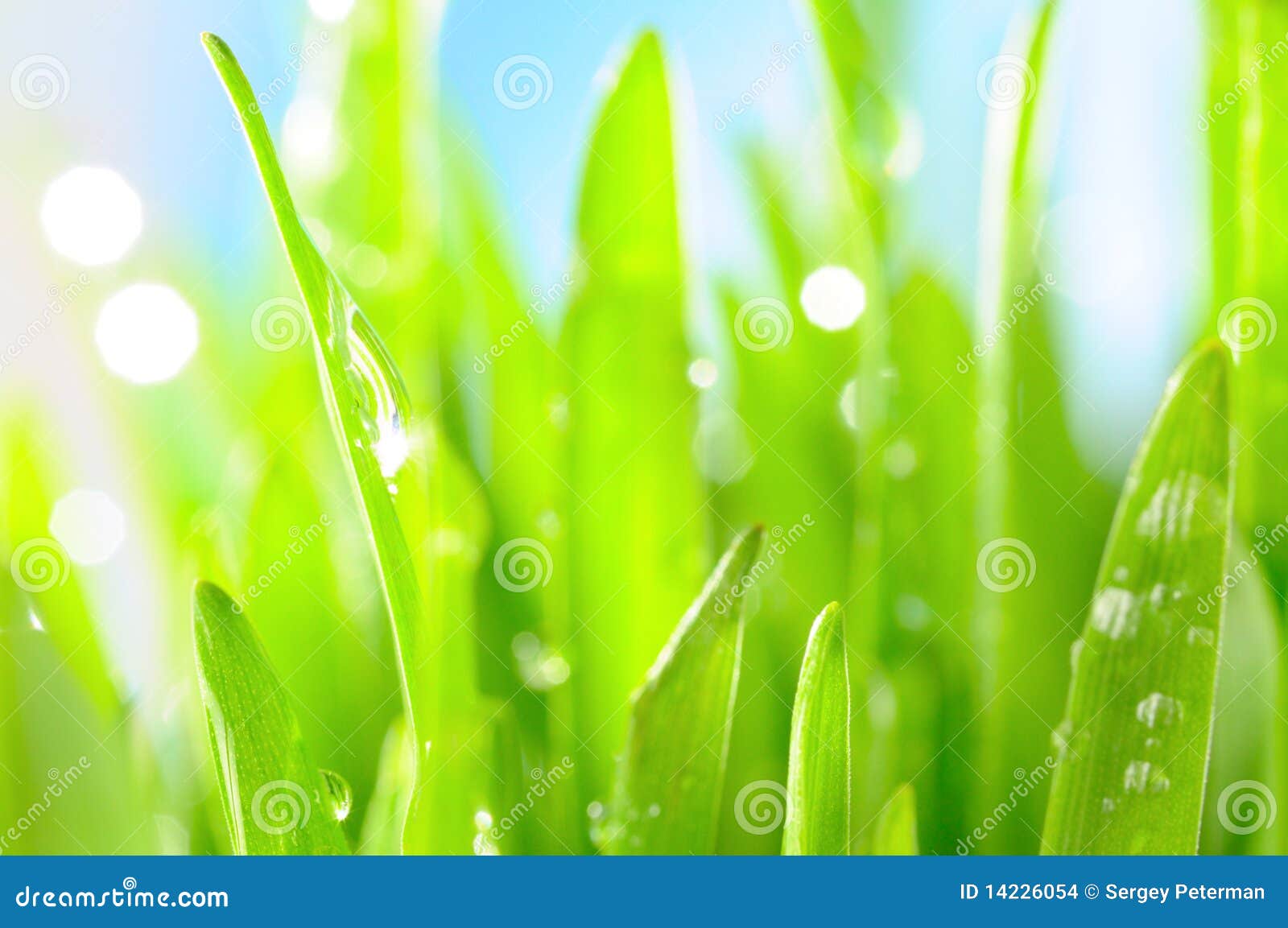 Fresh Grass with Water Drops in Sun Rays Stock Photo - Image of ...