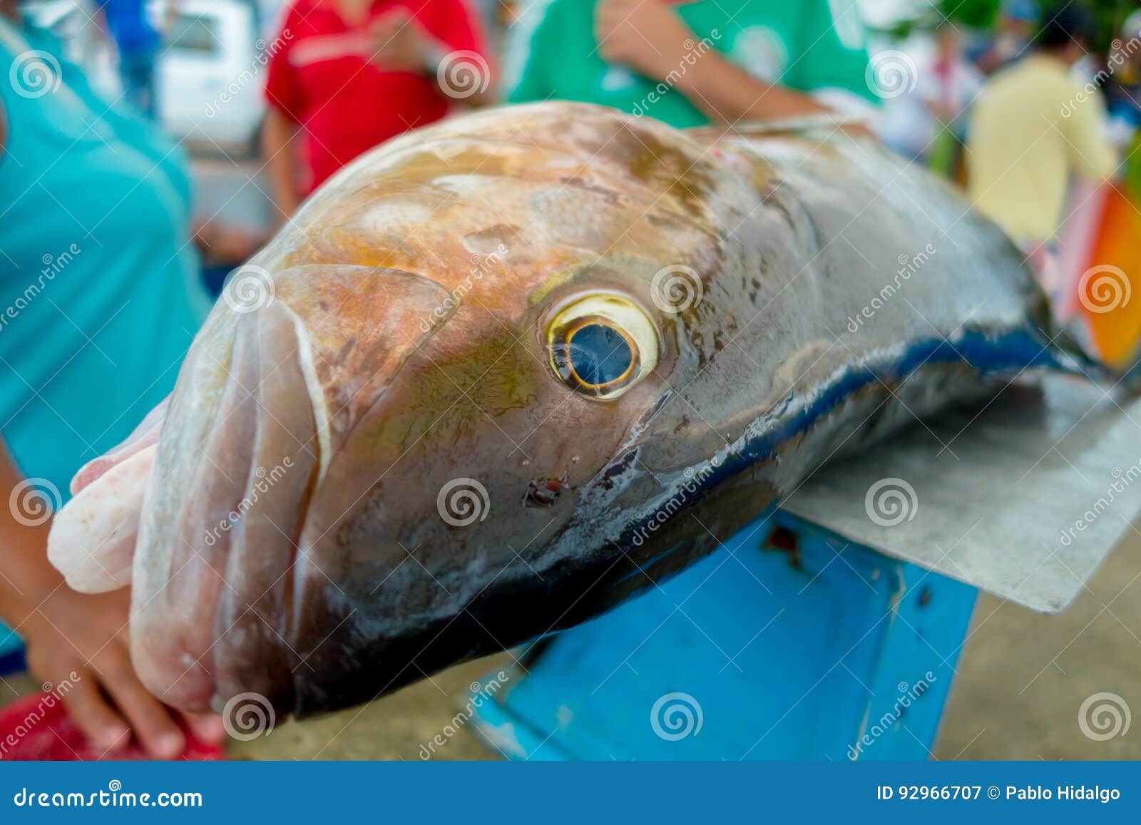 Fresh Gray Fish at the Fish Market Stock Image - Image of saltwater ...