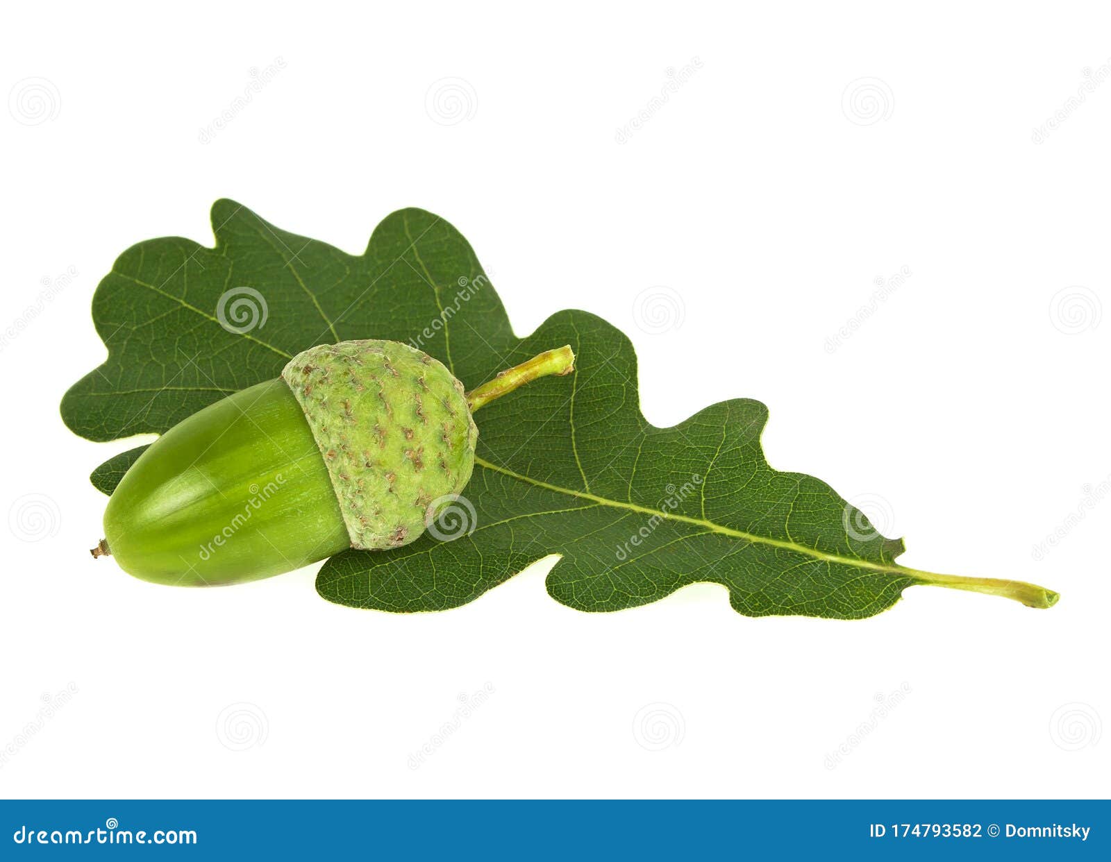 Fresh Green Acorn with Oak Leaf Isolated on White Background Stock ...