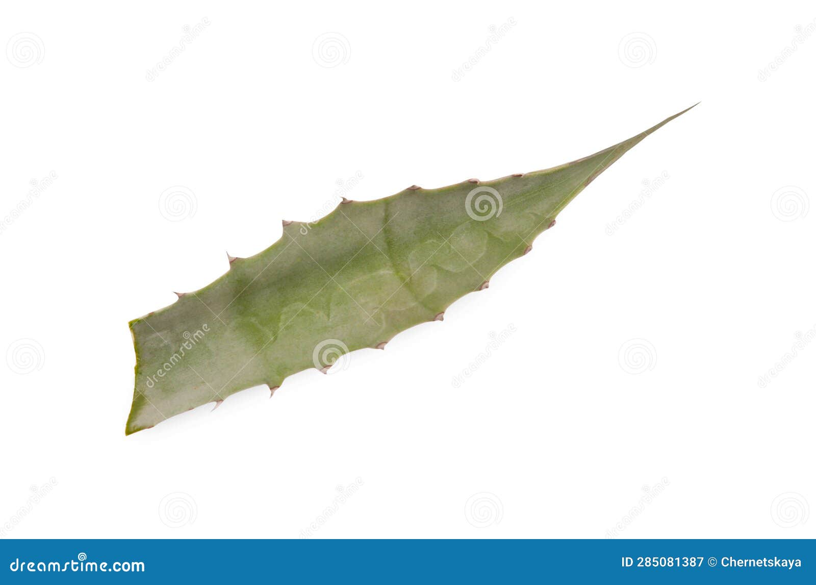 Fresh Green Agave Leaf Isolated on White Stock Image - Image of exotic ...