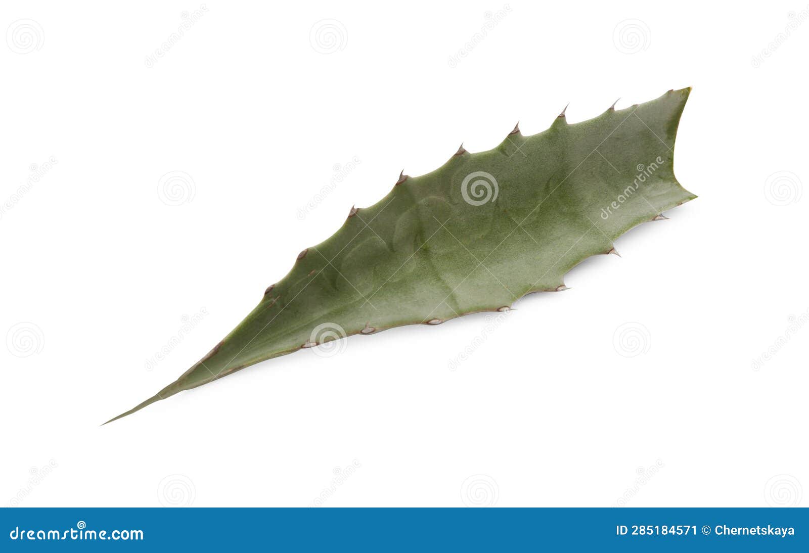 Fresh Green Agave Leaf Isolated on White Stock Image - Image of botany ...