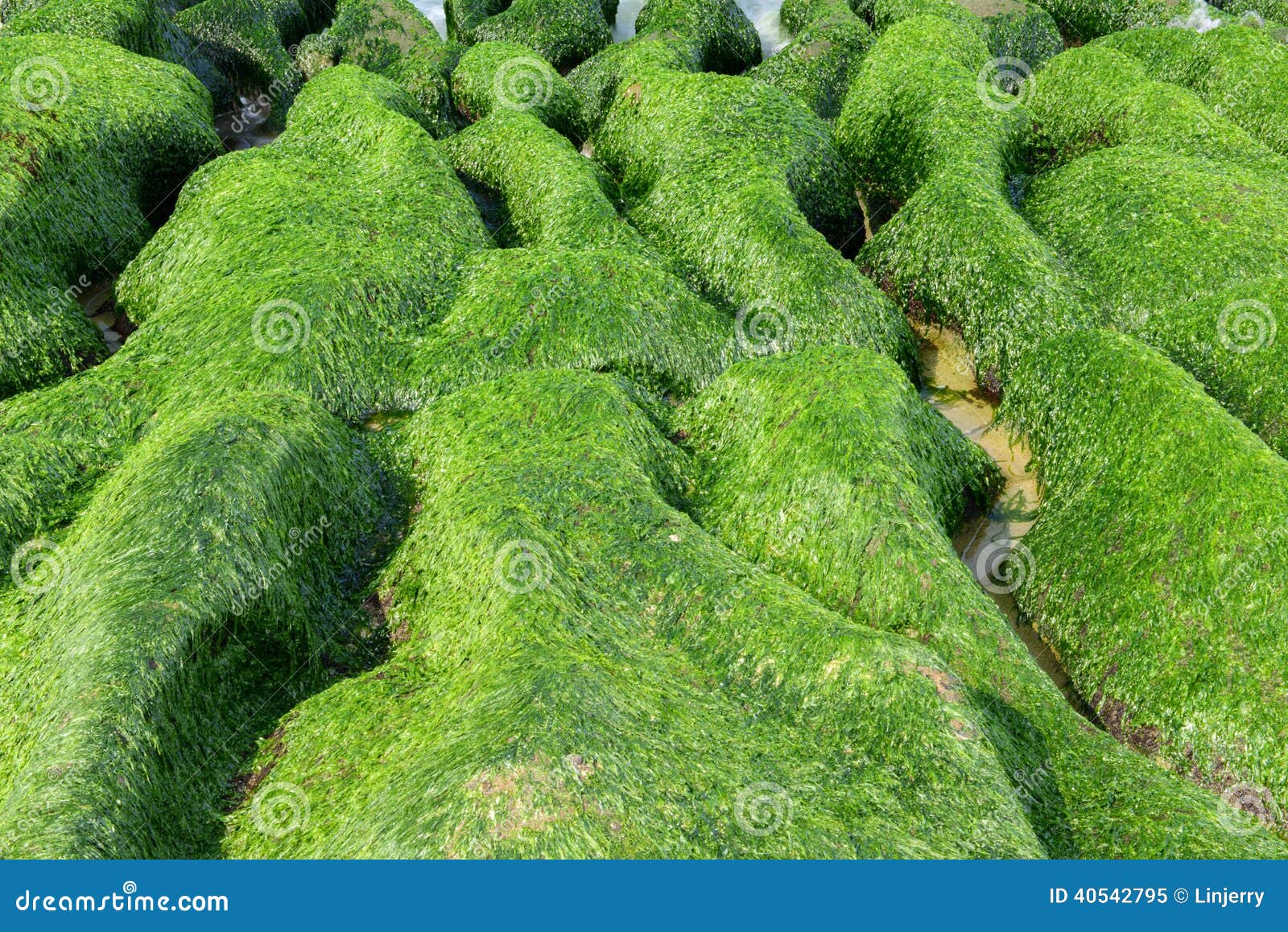 Fresh and Green Algae on a Beach Stock Image - Image of pattern, alga ...