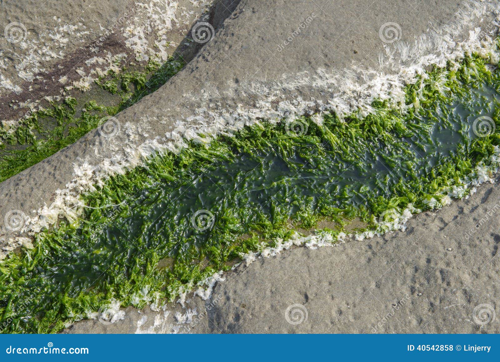 Fresh and Green Algae on a Beach Stock Photo - Image of outdoors ...