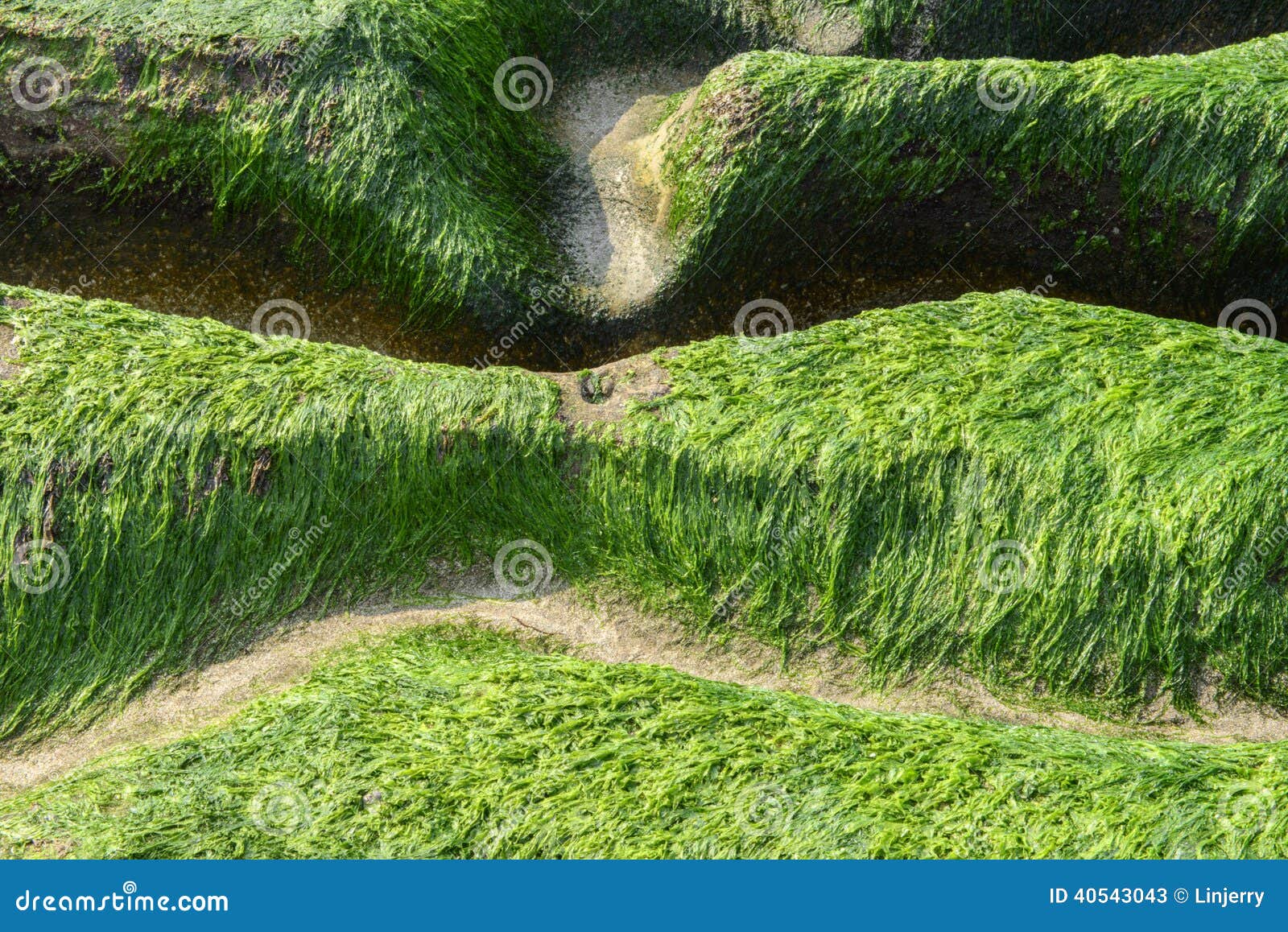 Fresh and Green Algae on a Beach Stock Image - Image of leisure, beauty ...
