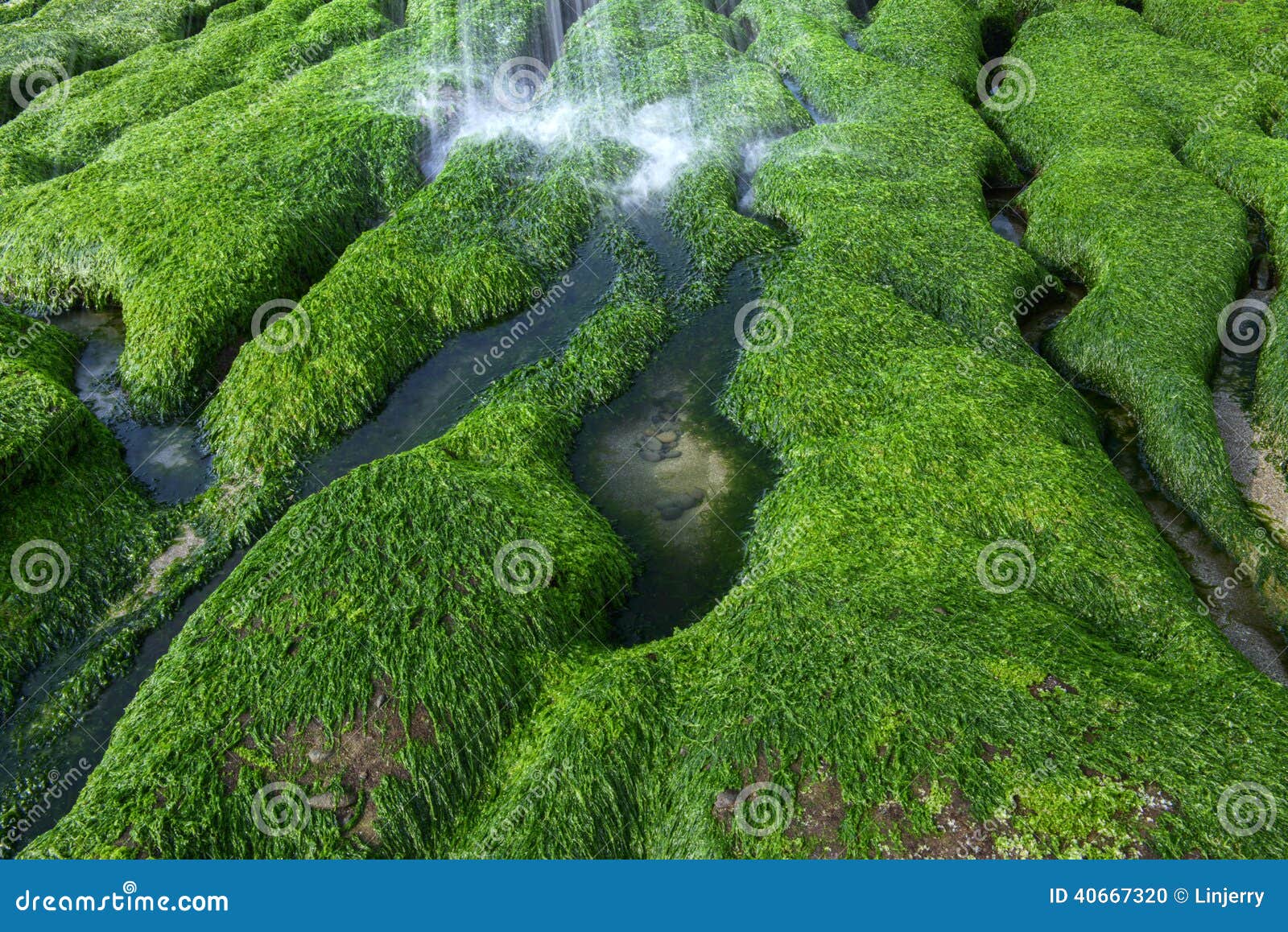Fresh and Green Algae on a Beach Stock Photo - Image of calm, colours ...