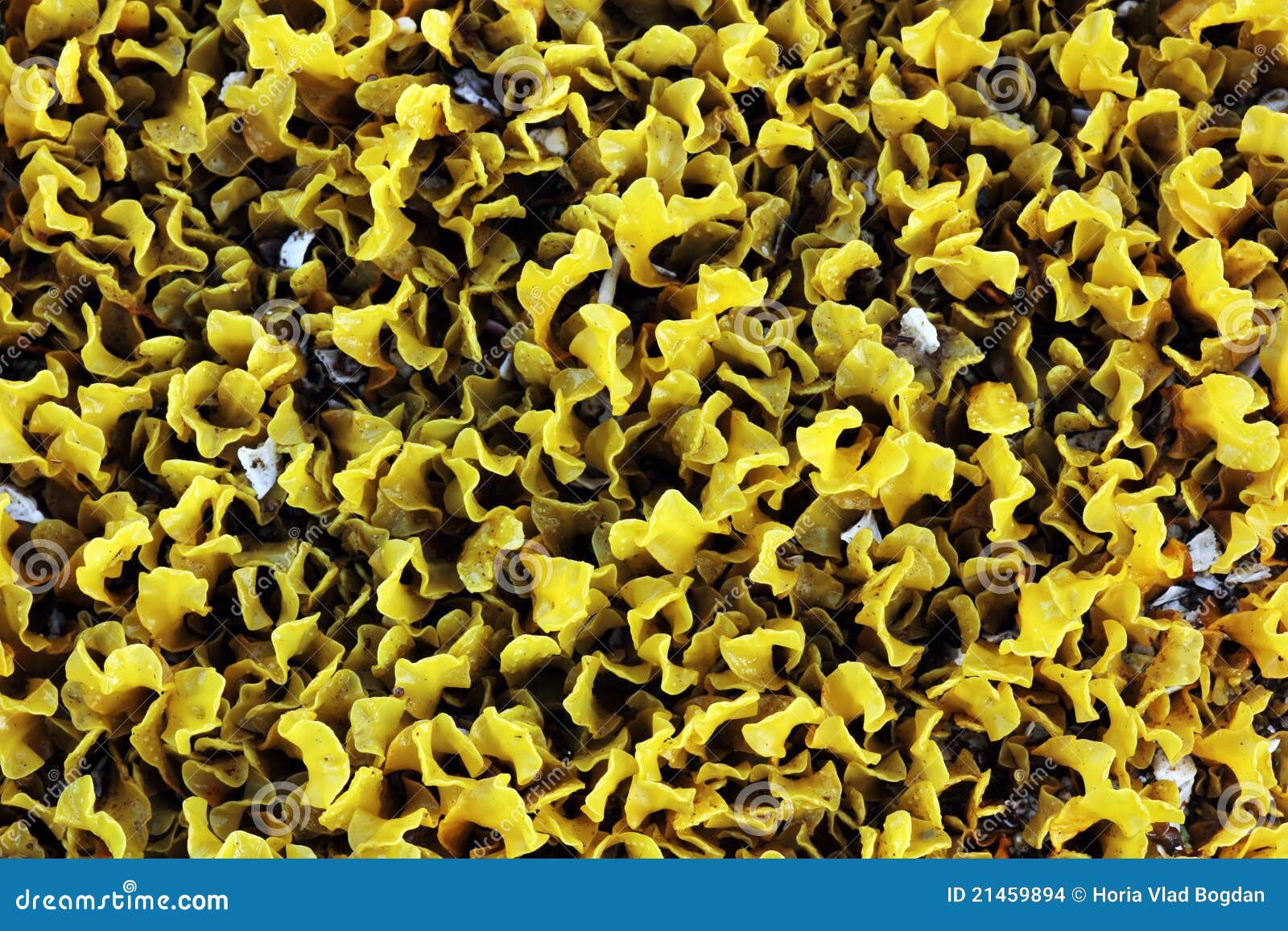 Fresh green algae texture stock photo. Image of fresh - 21459894