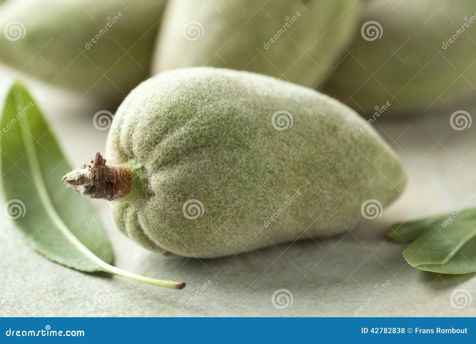Fresh green almond stock photo. Image of leaves, almond - 42782838