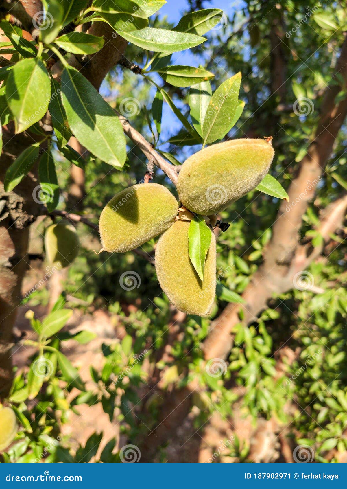 Fresh Green Almonds about To Ripen on the Branch Stock Image - Image of ...