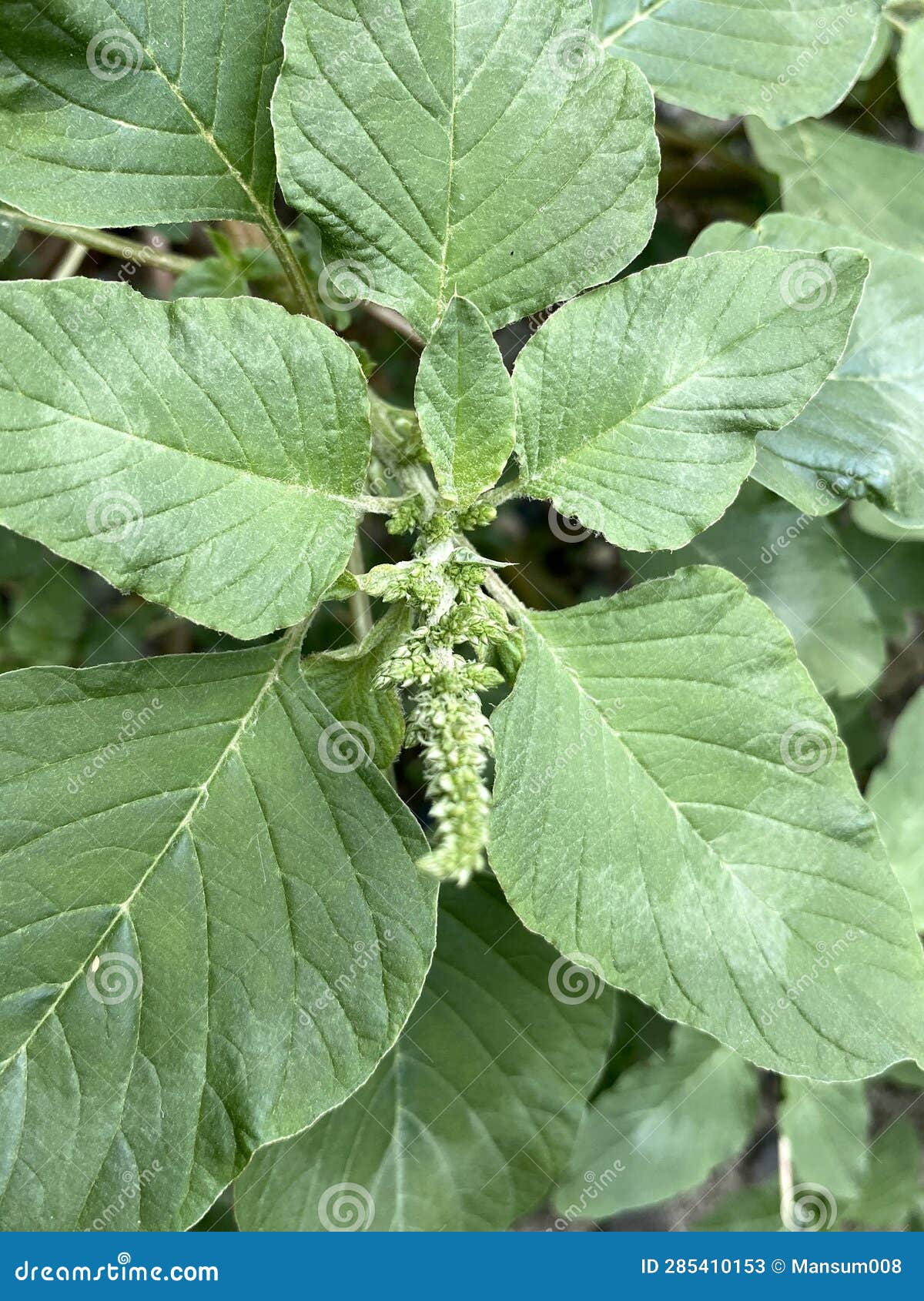 Fresh Green Amaranthus Viridis Tree in Nature Garden Stock Image ...