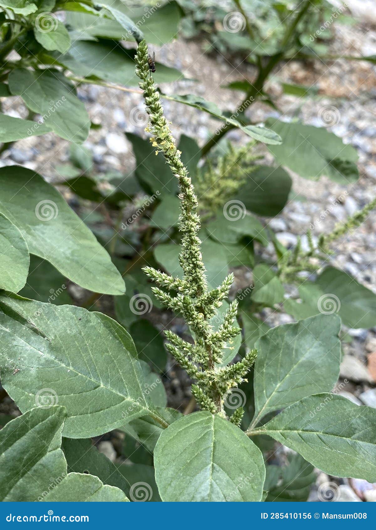 Fresh Green Amaranthus Viridis Tree in Nature Garden Stock Photo ...