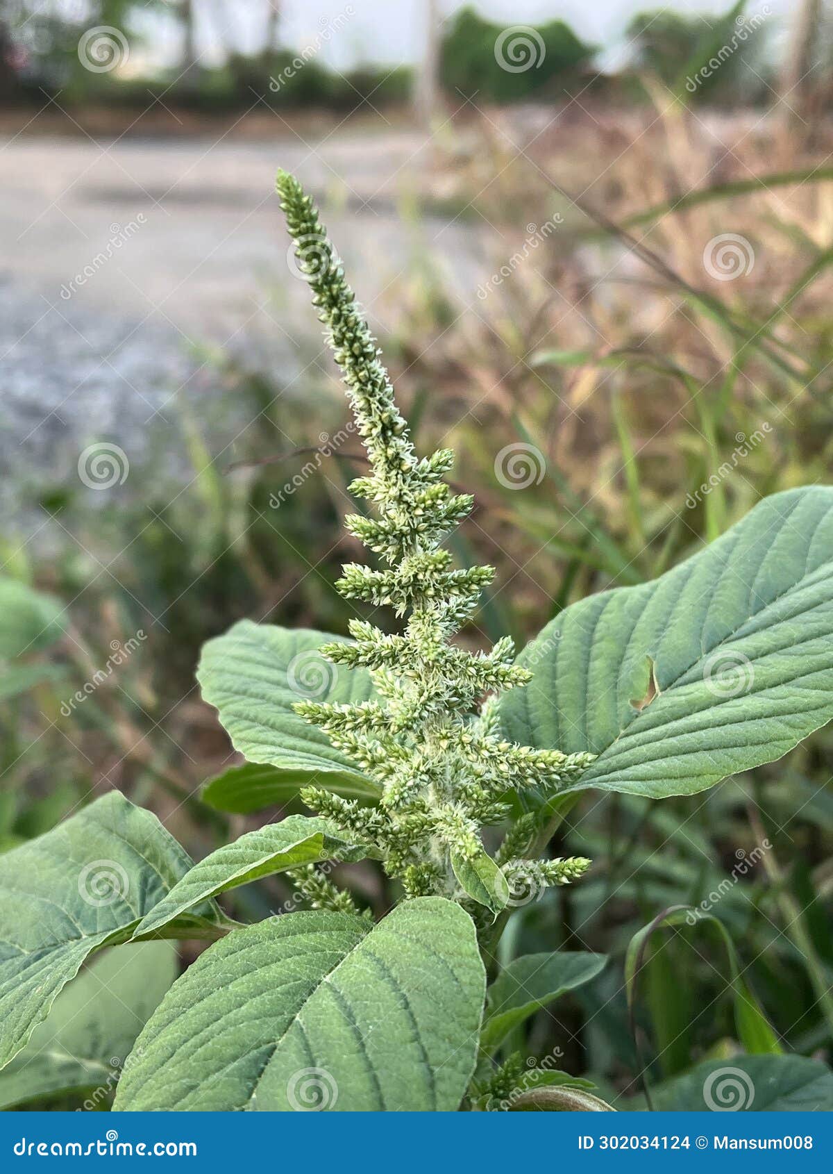 Fresh Green Amaranthus Viridis Tree in Nature Garden Stock Photo ...
