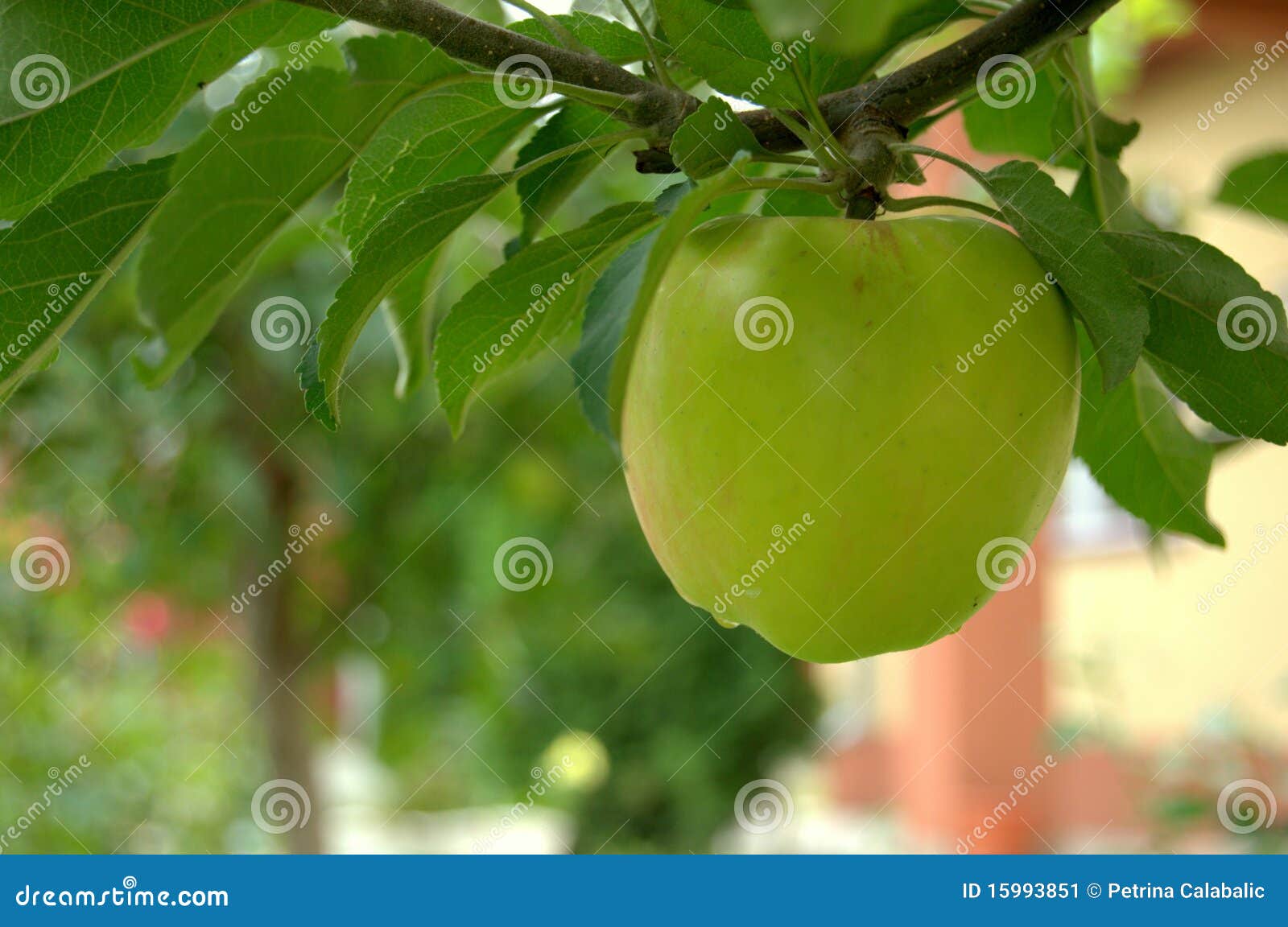 Fresh green apple stock image. Image of natural, diet - 15993851