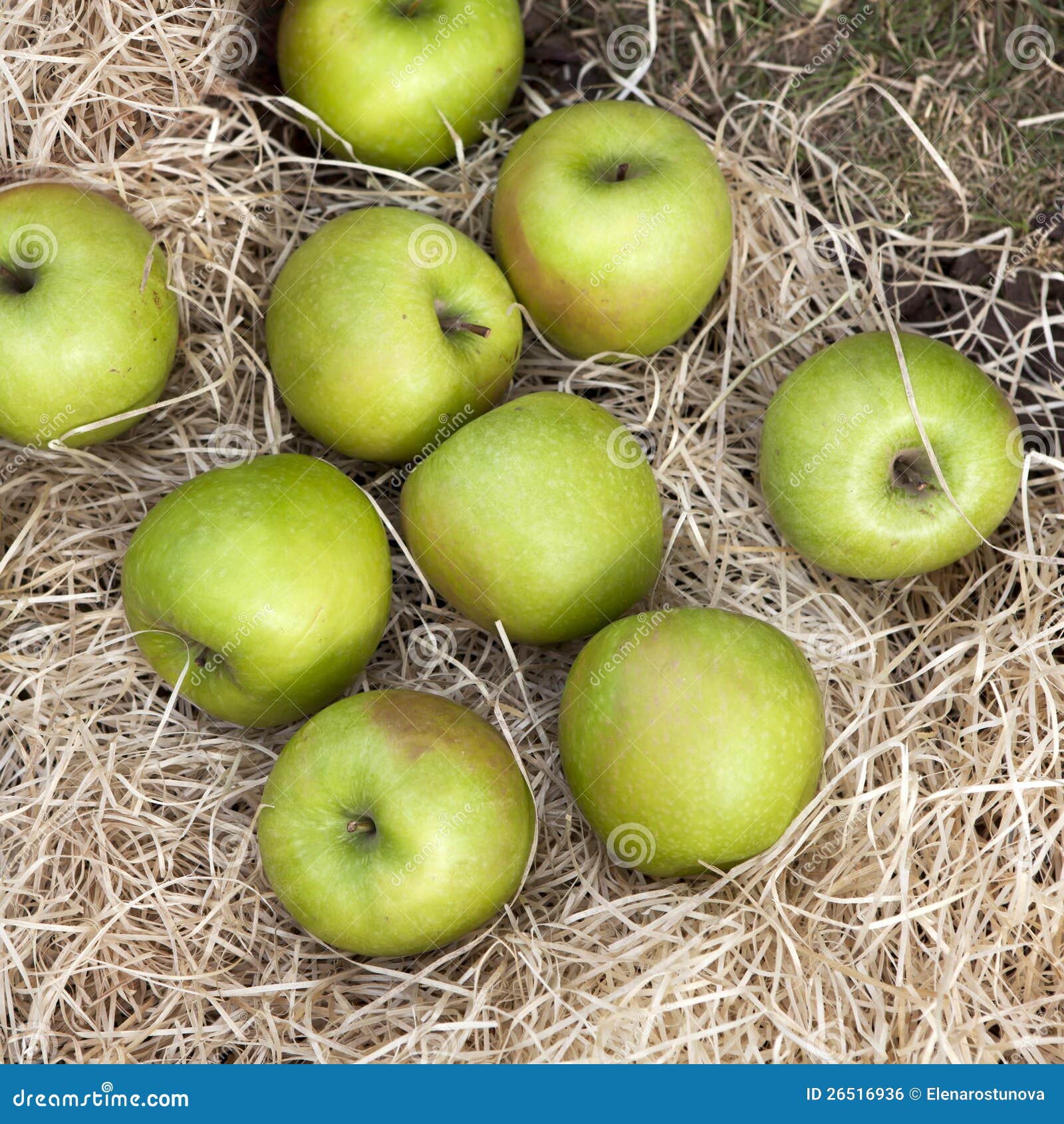 Fresh green apples stock photo. Image of healthy, refreshing - 26516936