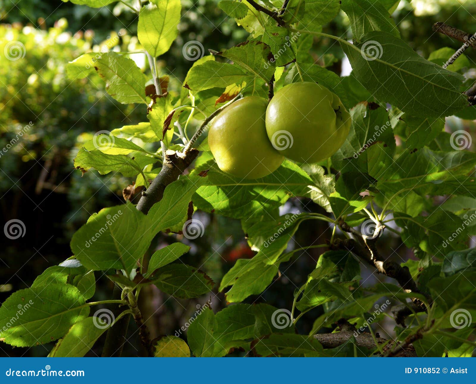 Fresh green apples stock photo. Image of green, healthy - 910852