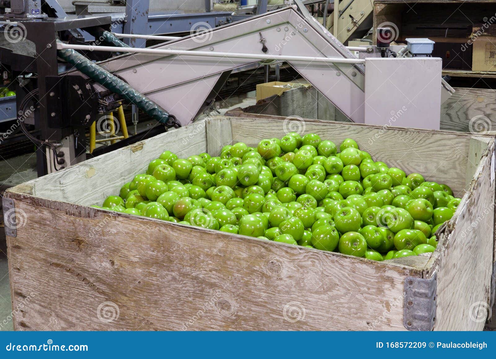 Green Apples in a Fruit Packaging Warehouse Stock Image - Image of ...