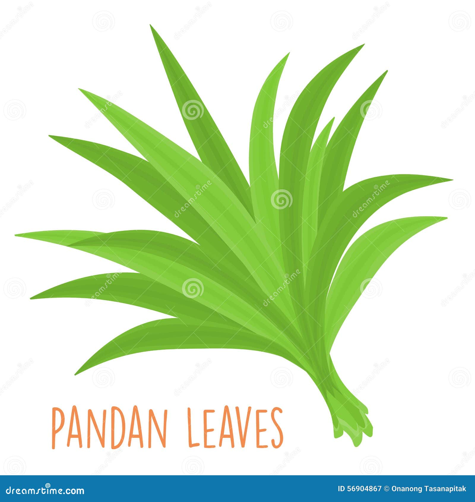 Fresh Green Aromatic Pandanus Leaf Stock Vector - Illustration of local ...