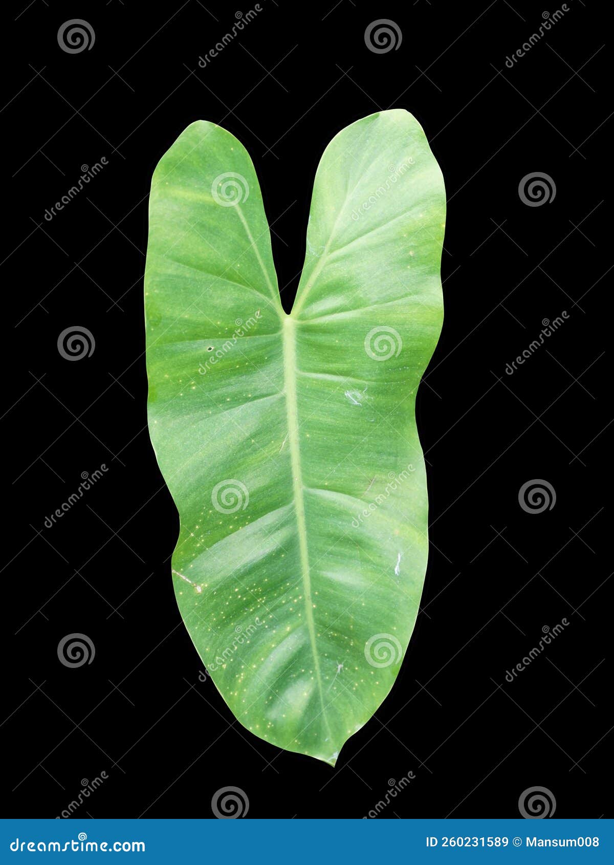 Green Arum Leaf Isolated on Black Background Stock Image - Image of ...