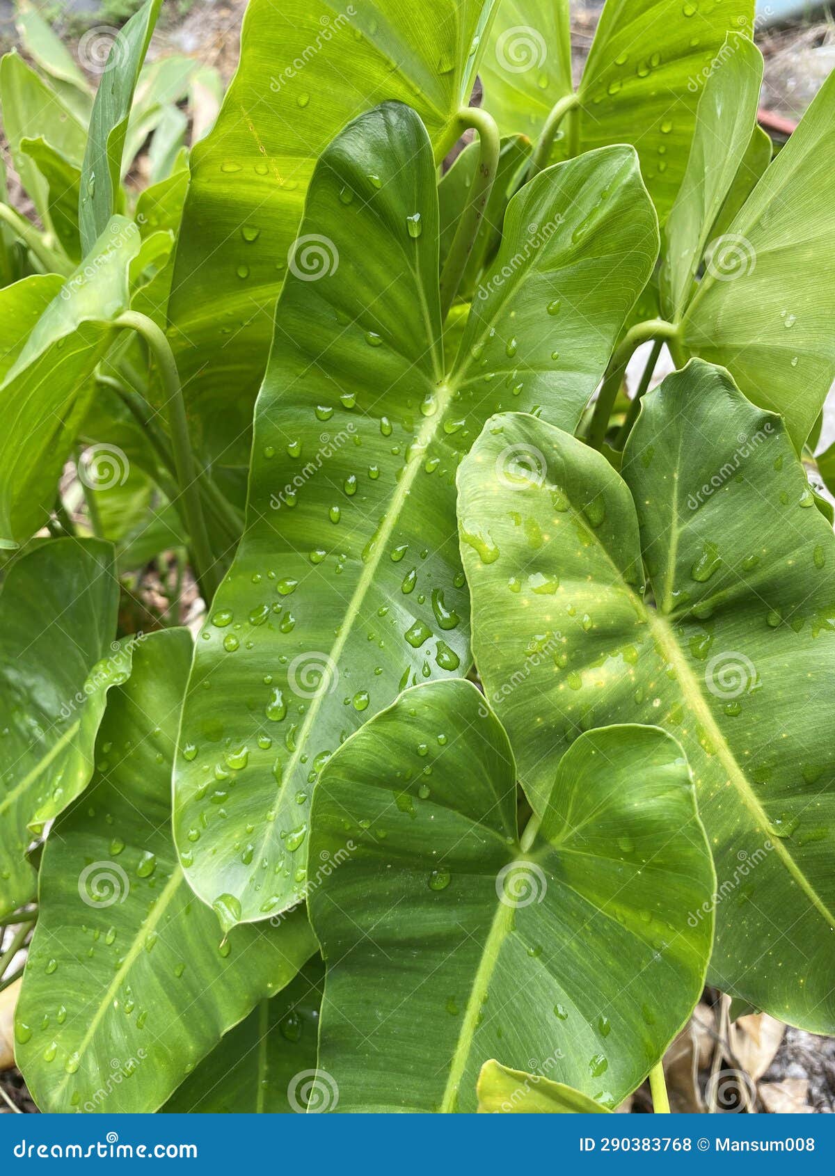 Fresh Green Arum Leaf in Nature Garden Stock Photo - Image of leaf ...