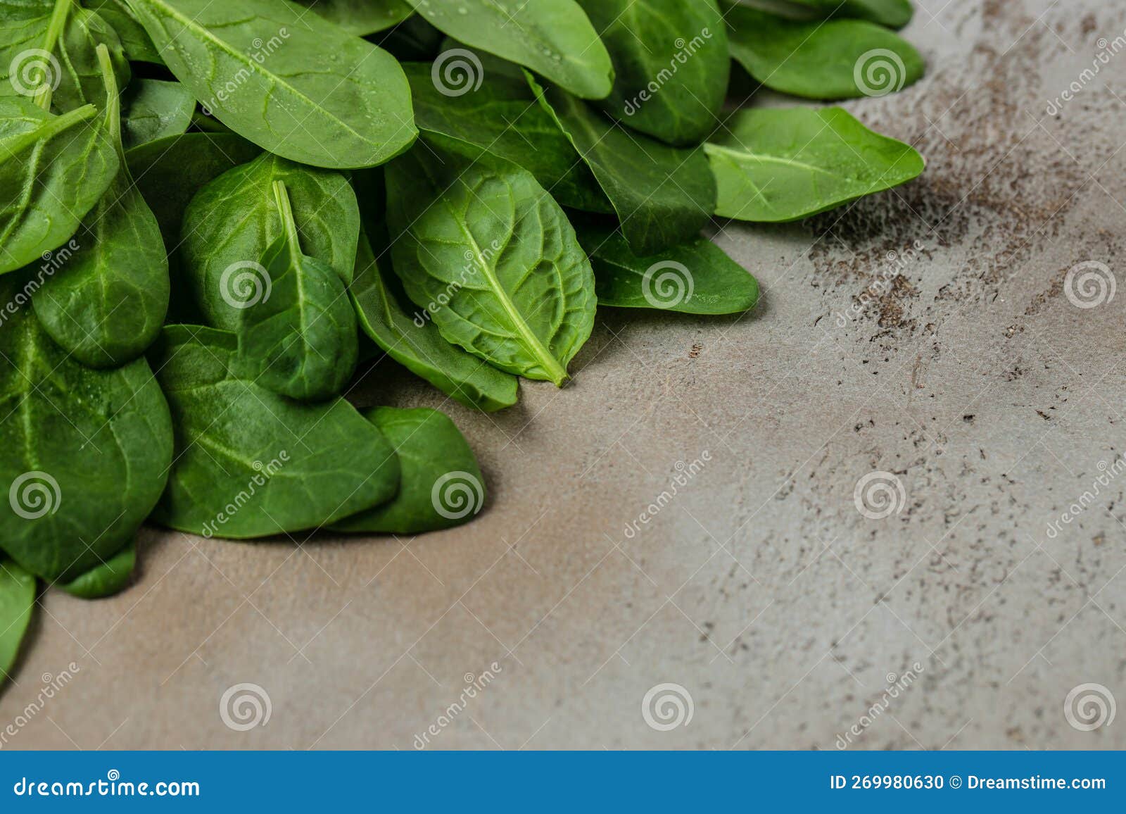 Fresh Green Baby Spinach Bundle. Vegetable. Long Banner Format Stock ...