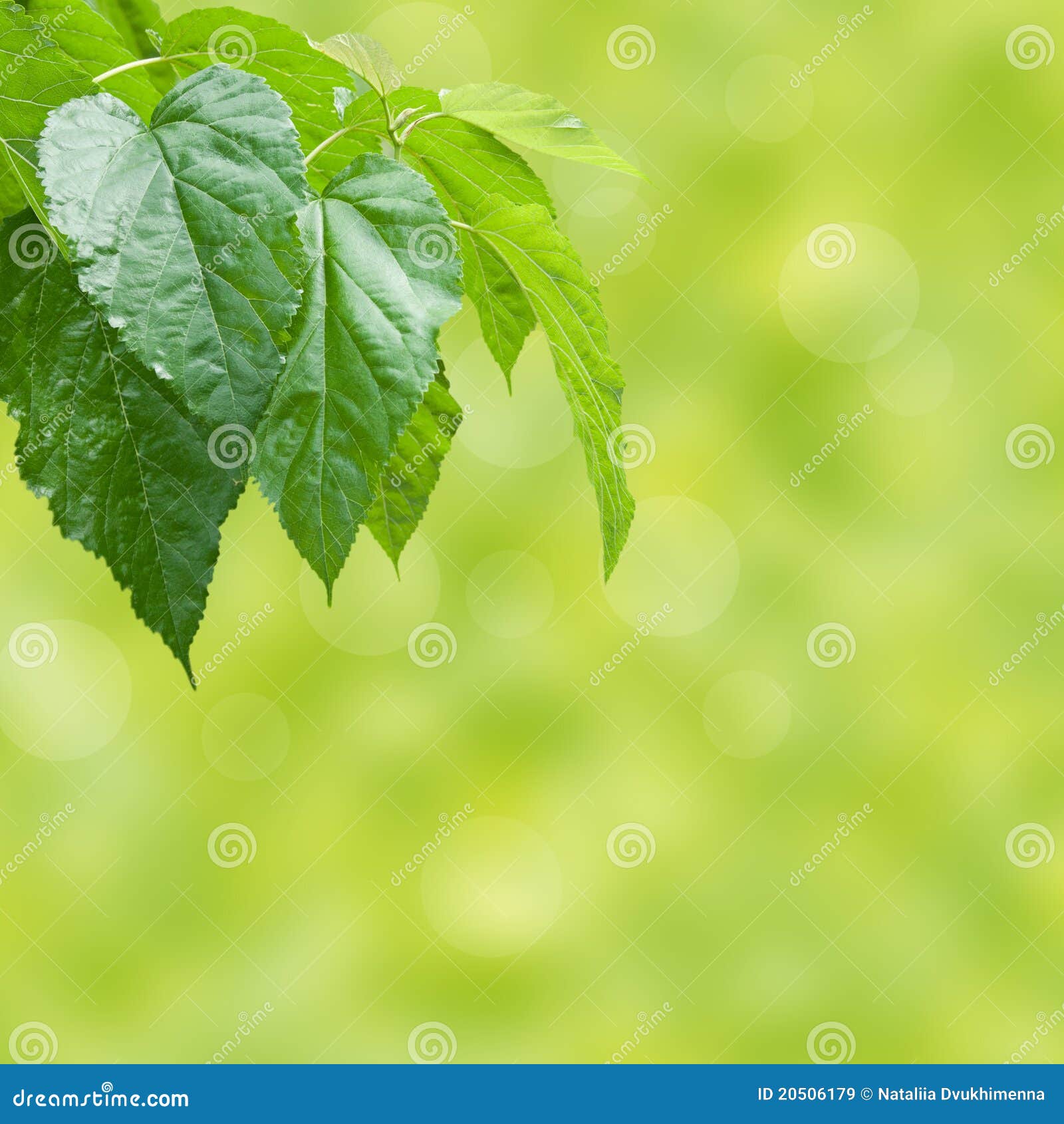 Fresh green background stock image. Image of foliage - 20506179