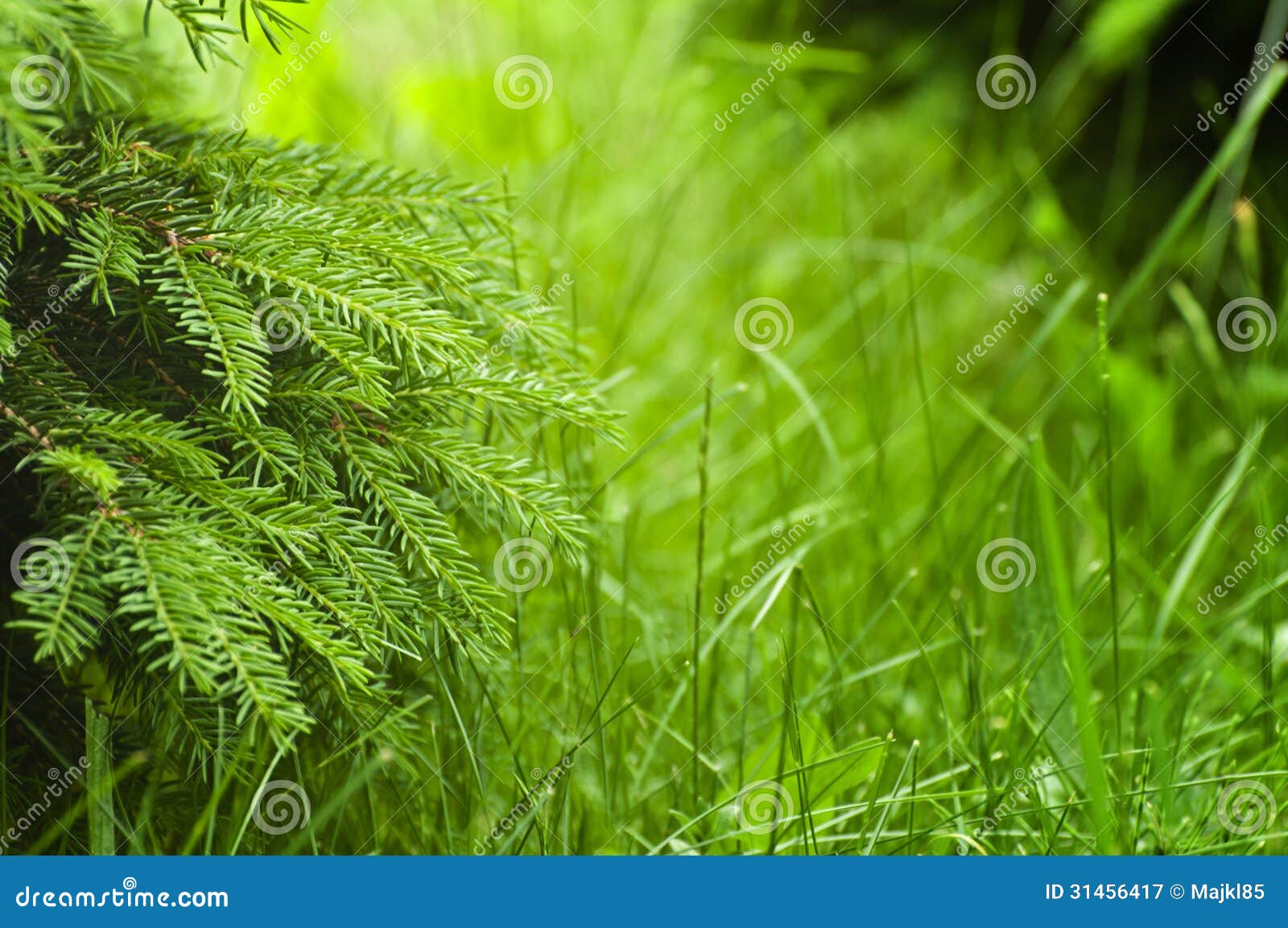 Fresh Green Background - Spring Nature Stock Image - Image of natural ...