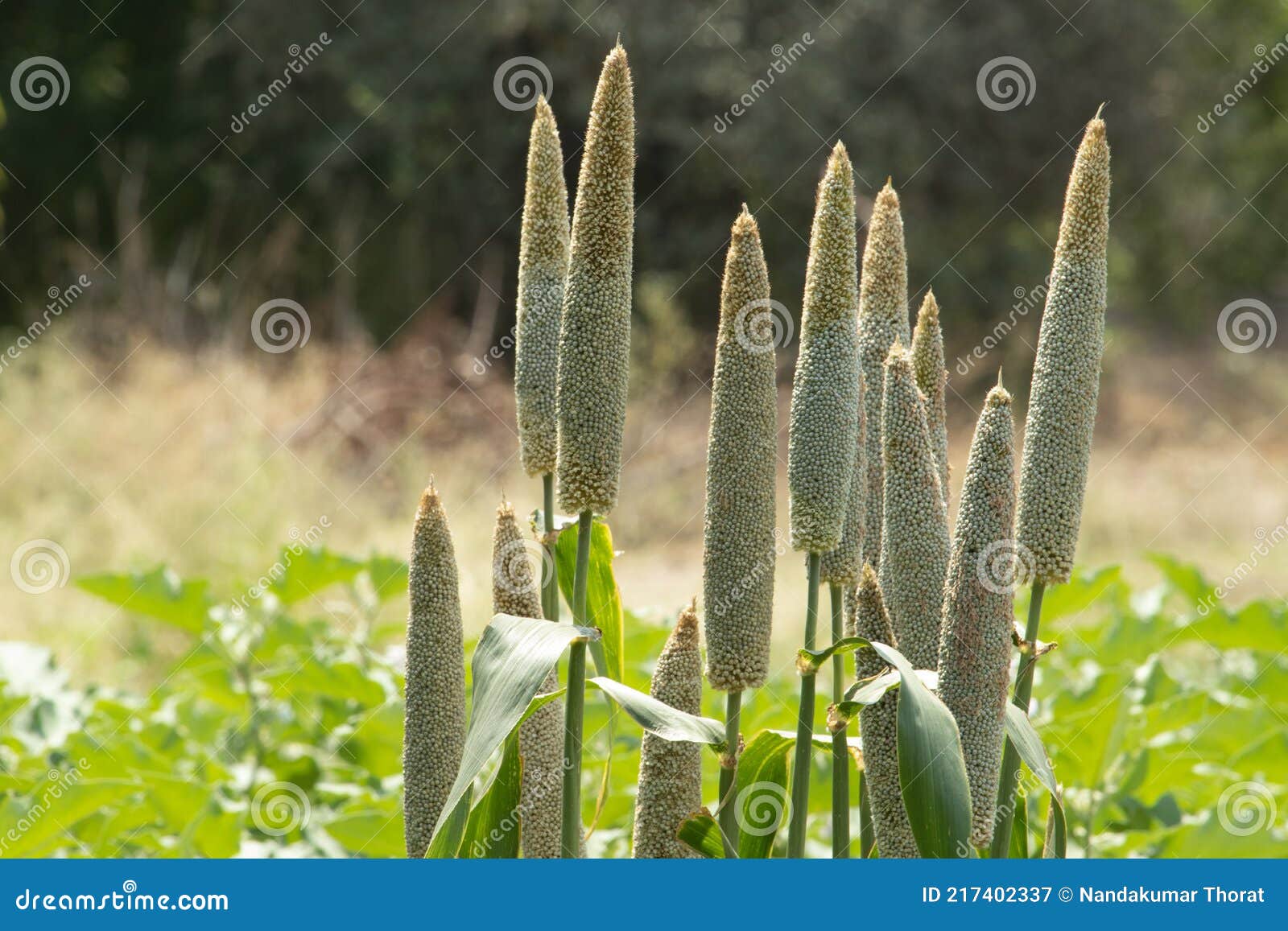 Fresh and Green Bajara in the Season Stock Image - Image of crop, field ...