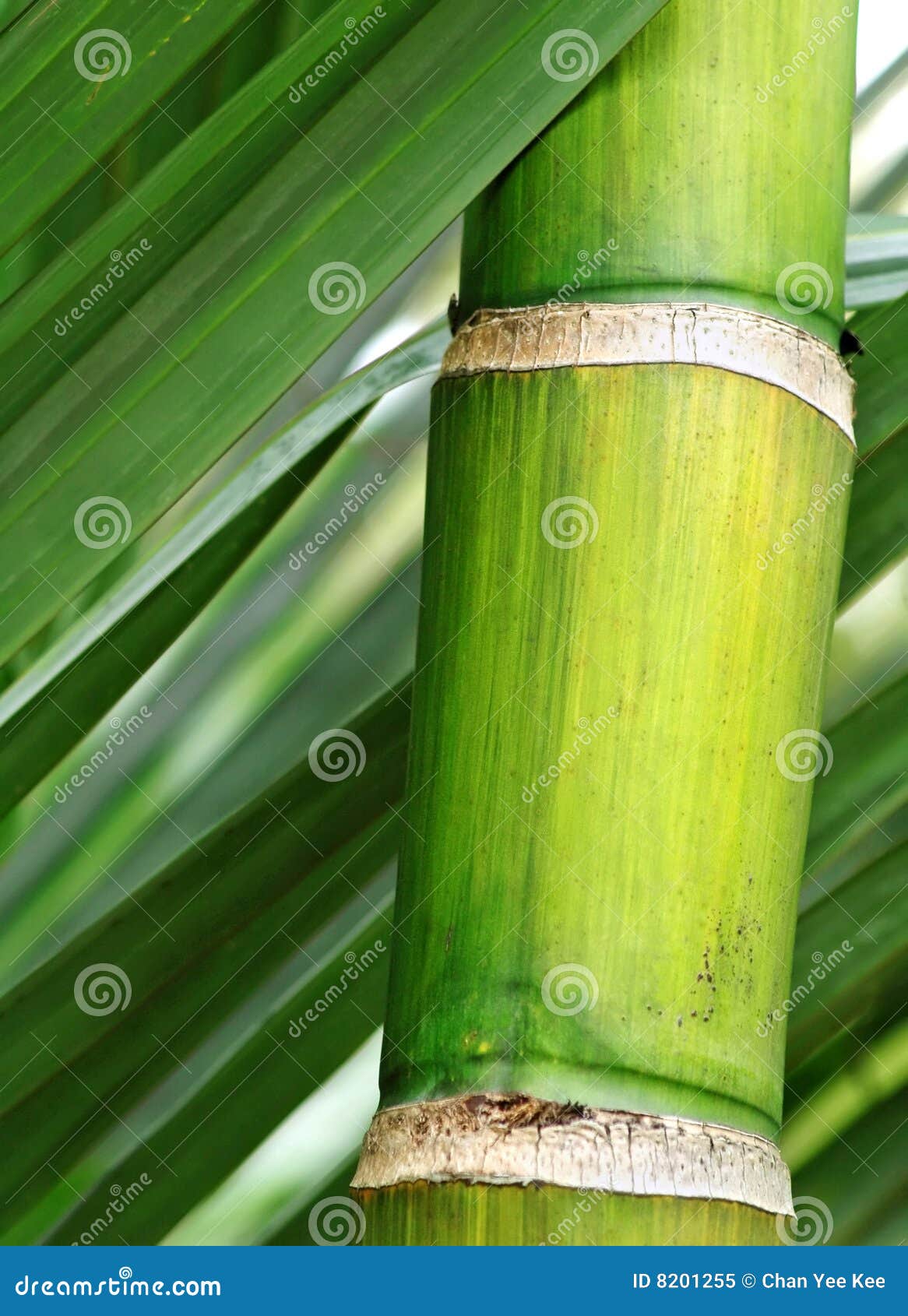 Fresh green bamboo stock image. Image of luck, beauty - 8201255