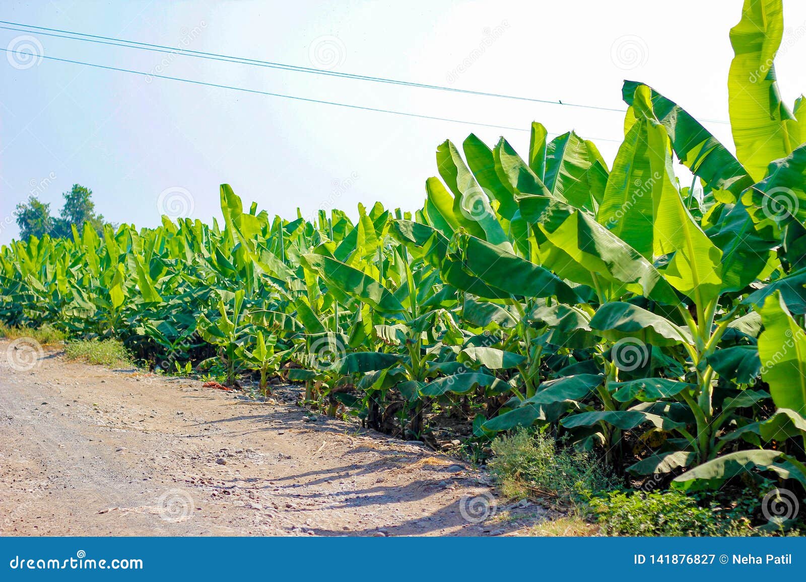 Green Banana field , india stock image. Image of garden - 141876827