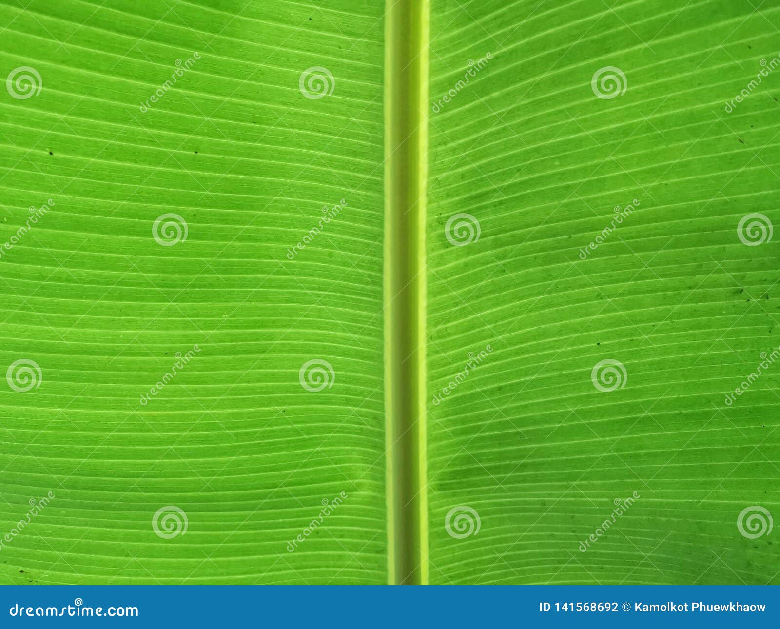 Fresh Green Banana Leaf Texture Stock Photo - Image of beauty, bananas ... Fresh Green Banana Leaf Texture Stock Photo - Image of beauty, bananas ...