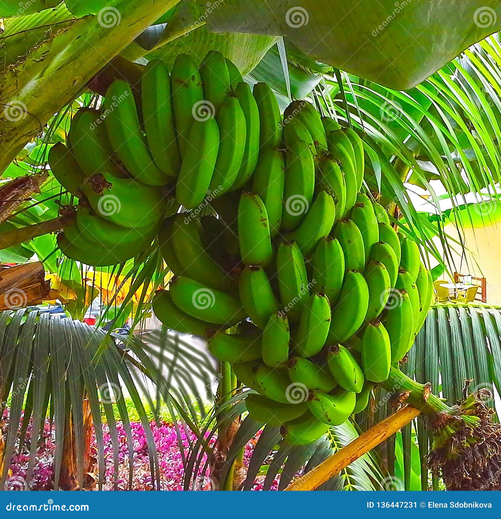 Fresh Green Bananas on a Branch, the Palm Stock Image - Image of plant ...
