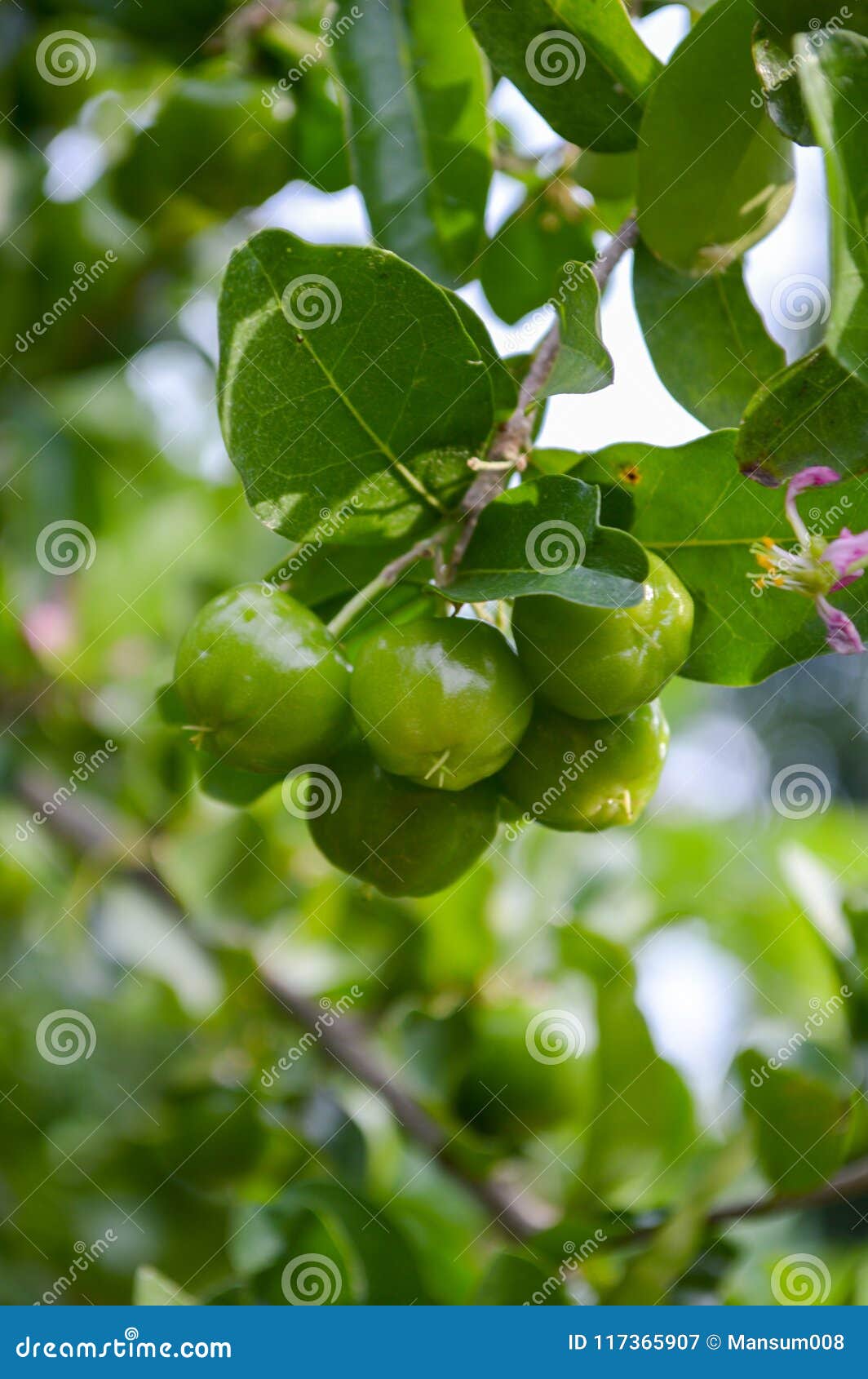 Barbados Cherry Tree in Nature Garden Stock Image - Image of tree ...