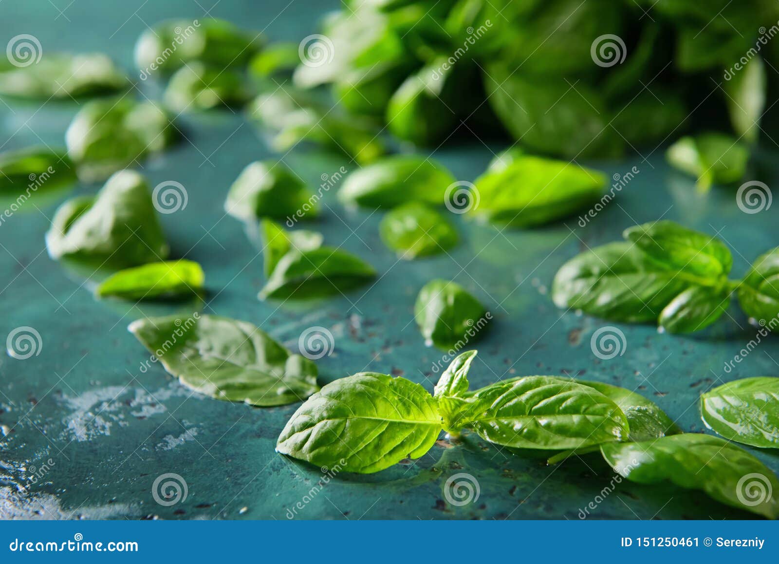 Fresh Green Basil on Color Table Stock Image - Image of object, organic ...