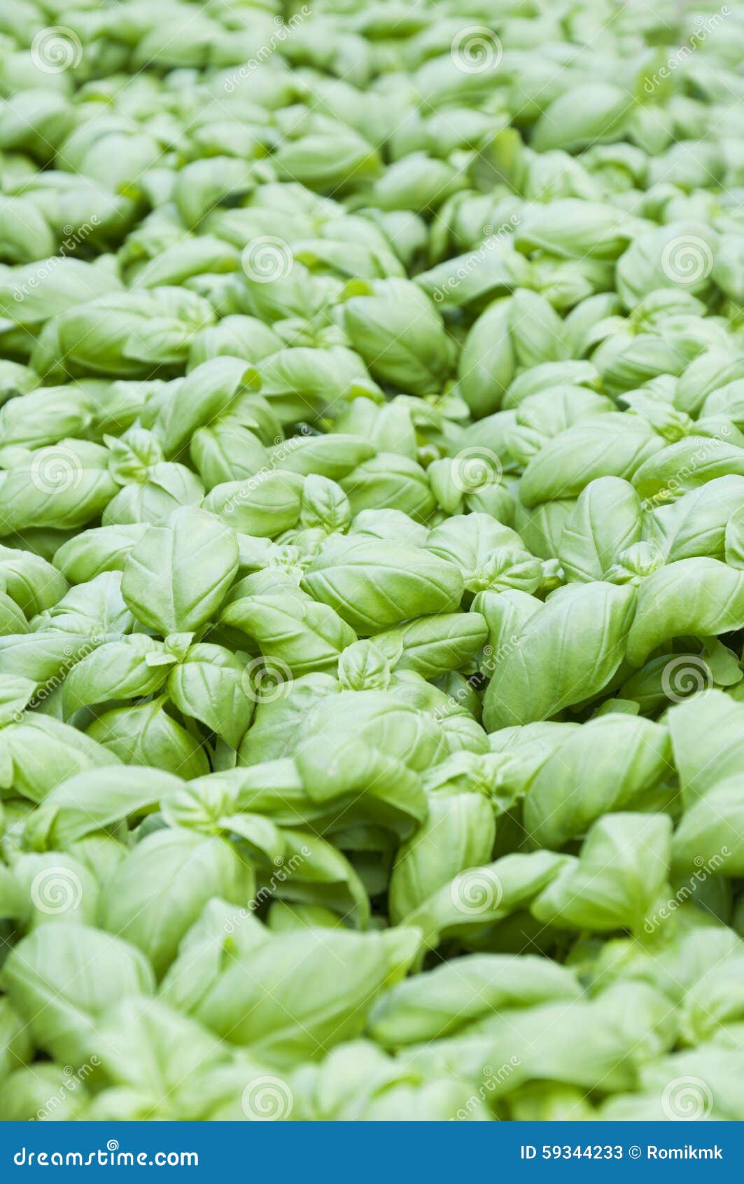 Fresh green basil stock image. Image of food, plant, tasty - 59344233