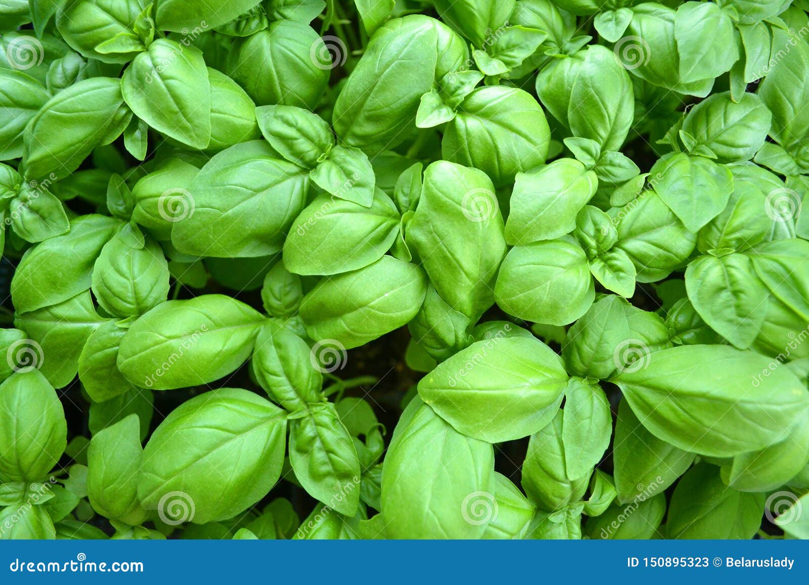 Fresh Green Basil Herb Background, Top View Stock Image - Image of ...