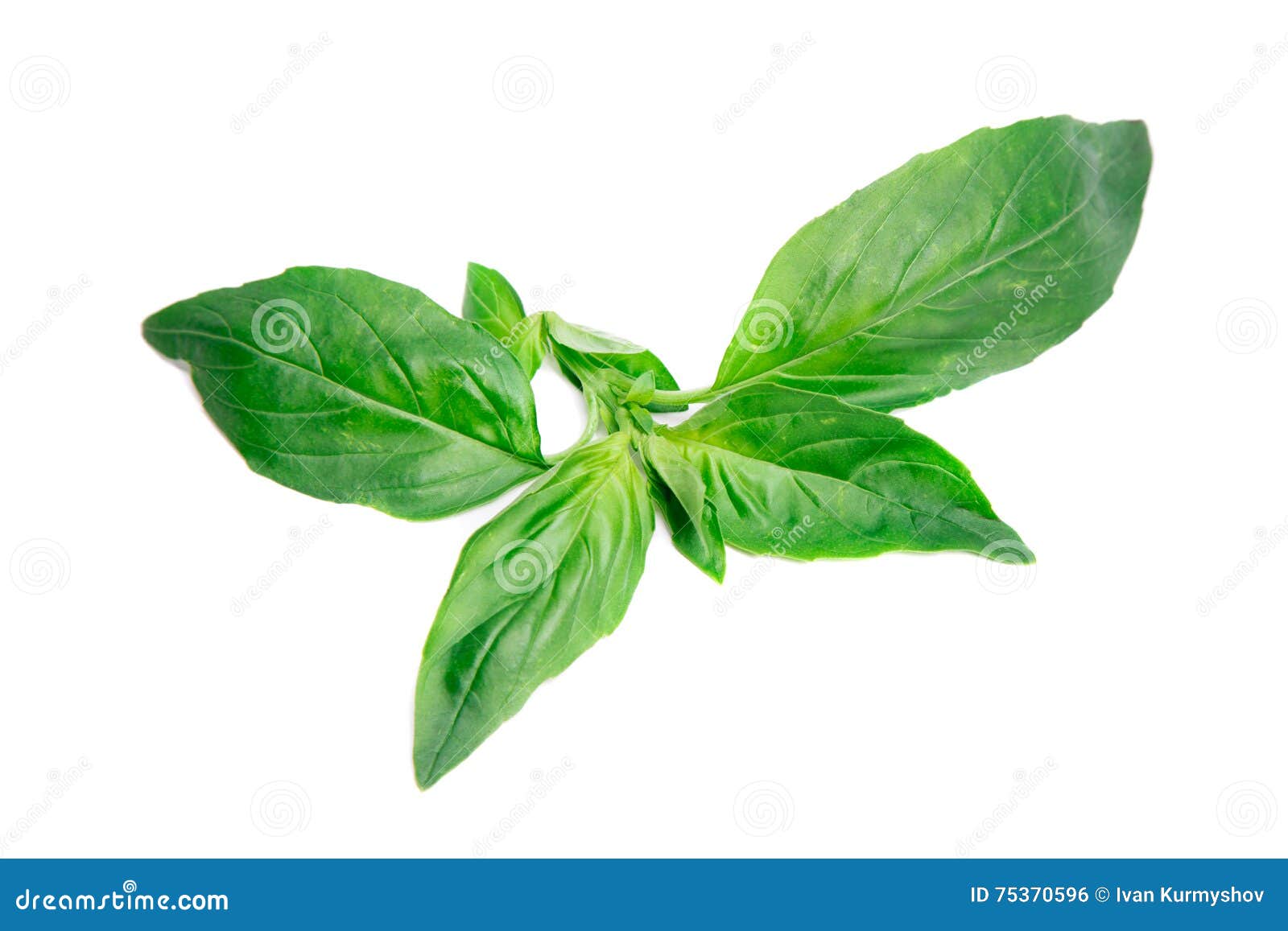 Fresh Green Basil Isolated on White Background Stock Photo - Image of ...