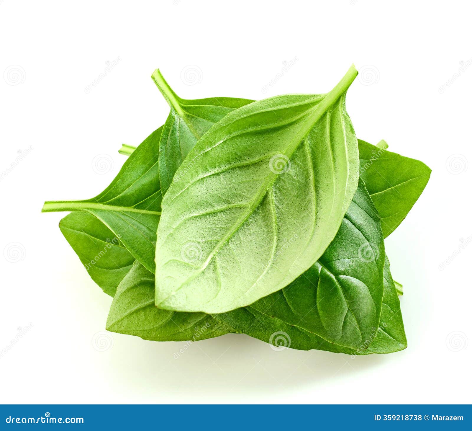 Basil Leaf Single Isolated On A White Background With Clipping Path ...